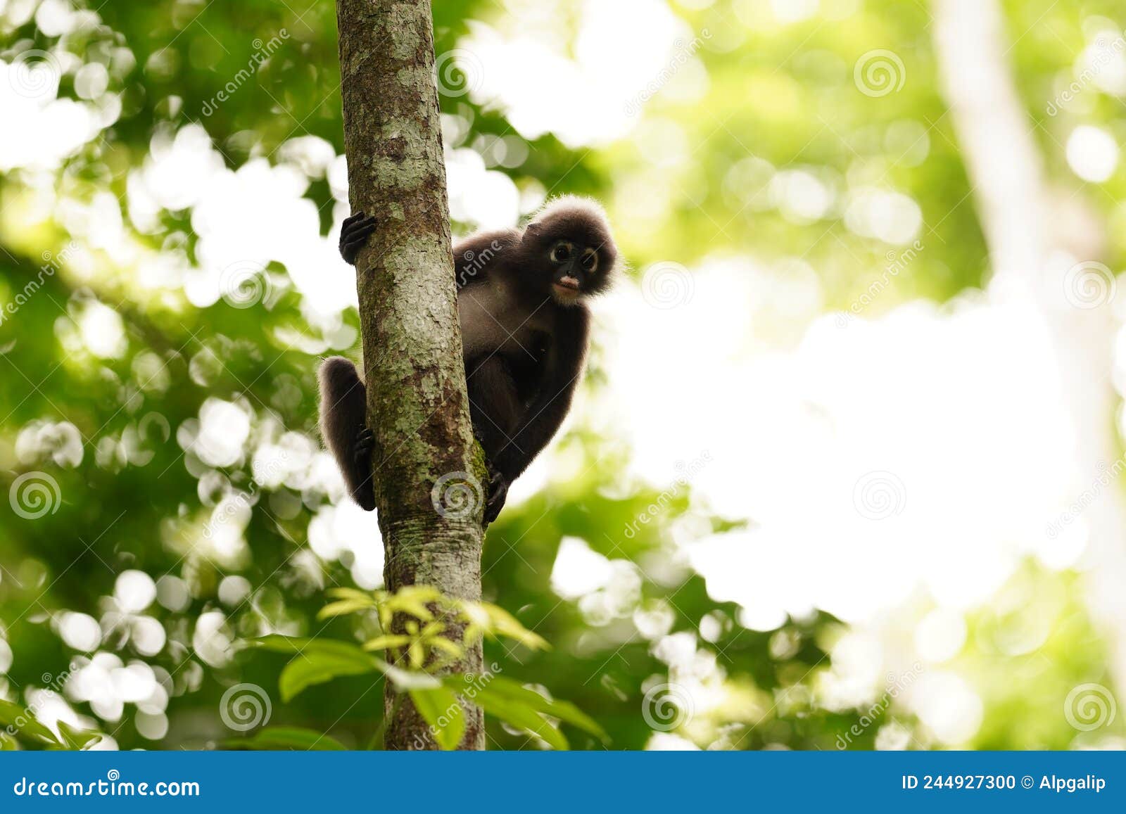 Dusky leaf monkey stock photo. Image of primate, white - 244927300