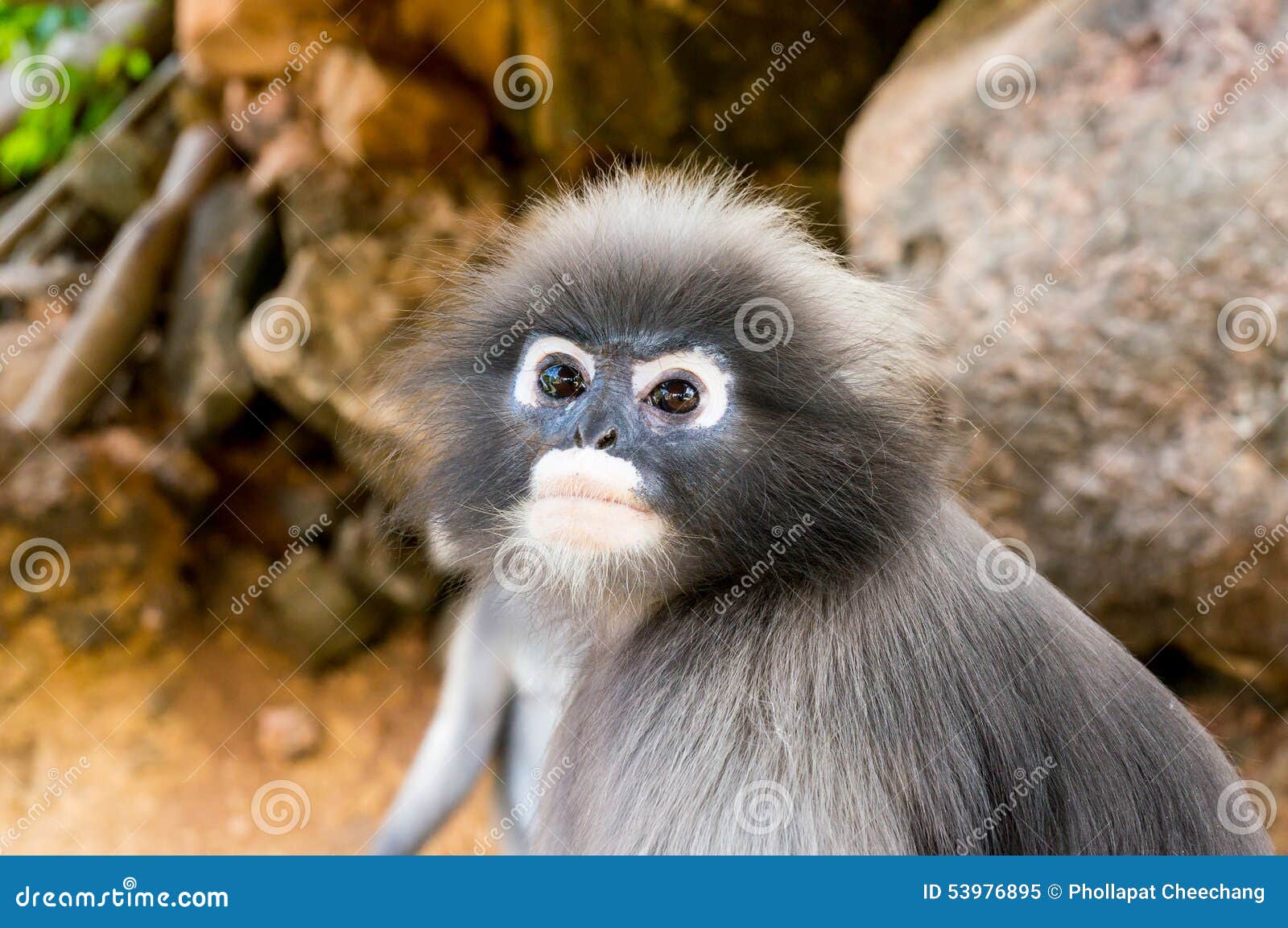 Dusky Leaf Monkey Face Close Up Stock Image - Image of glance, face ...
