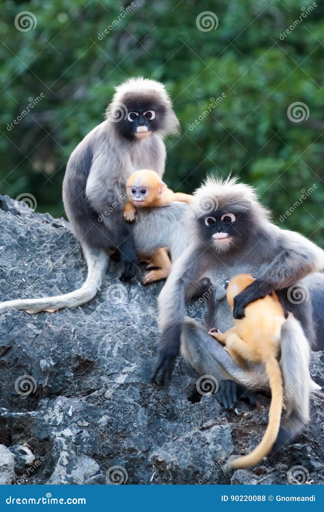 Dusky Leaf Monkey stock photo. Image of cute, family - 90220088