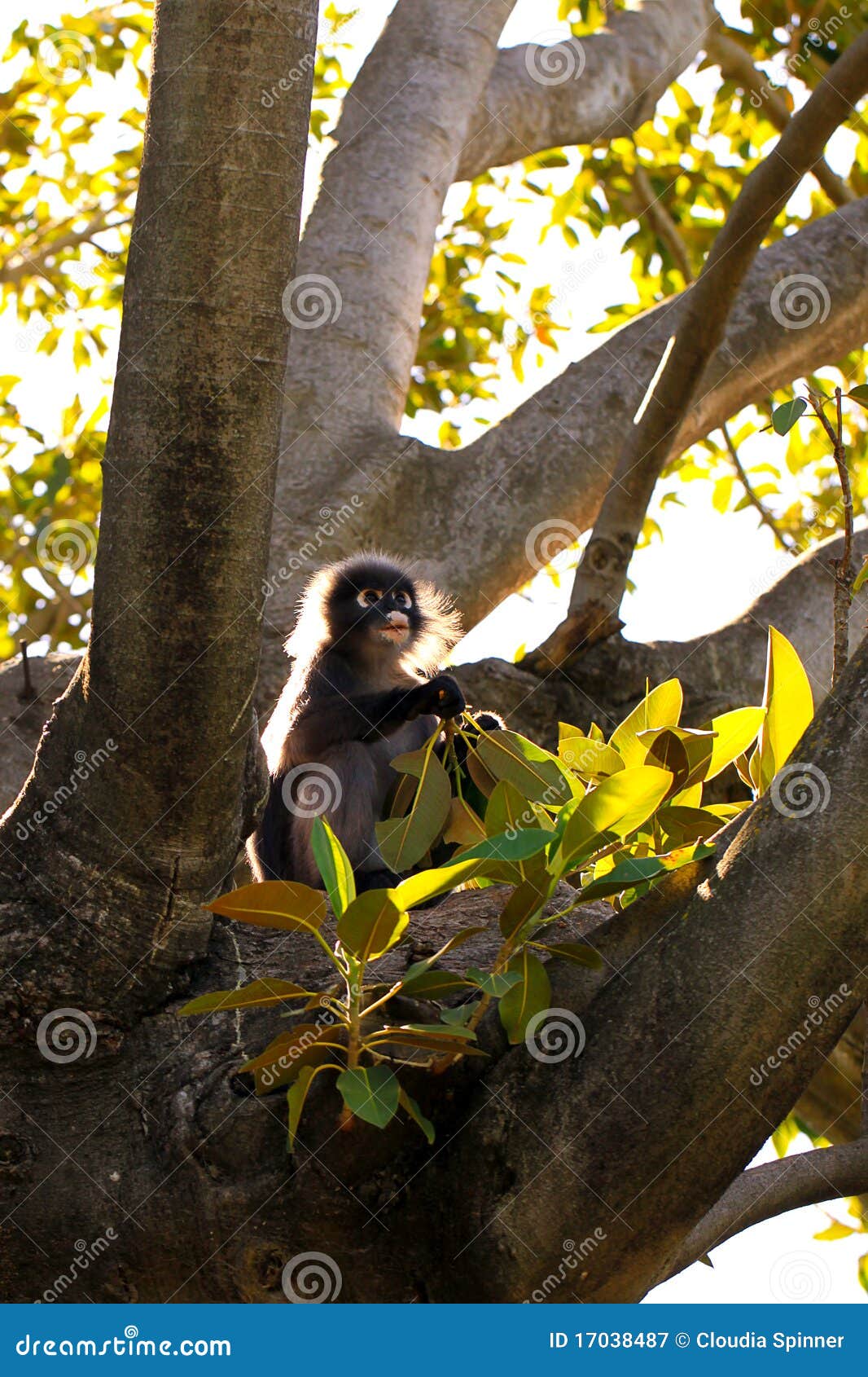 Dusky Leaf Monkey in Fig Tree Stock Image - Image of adelaide, morton ...
