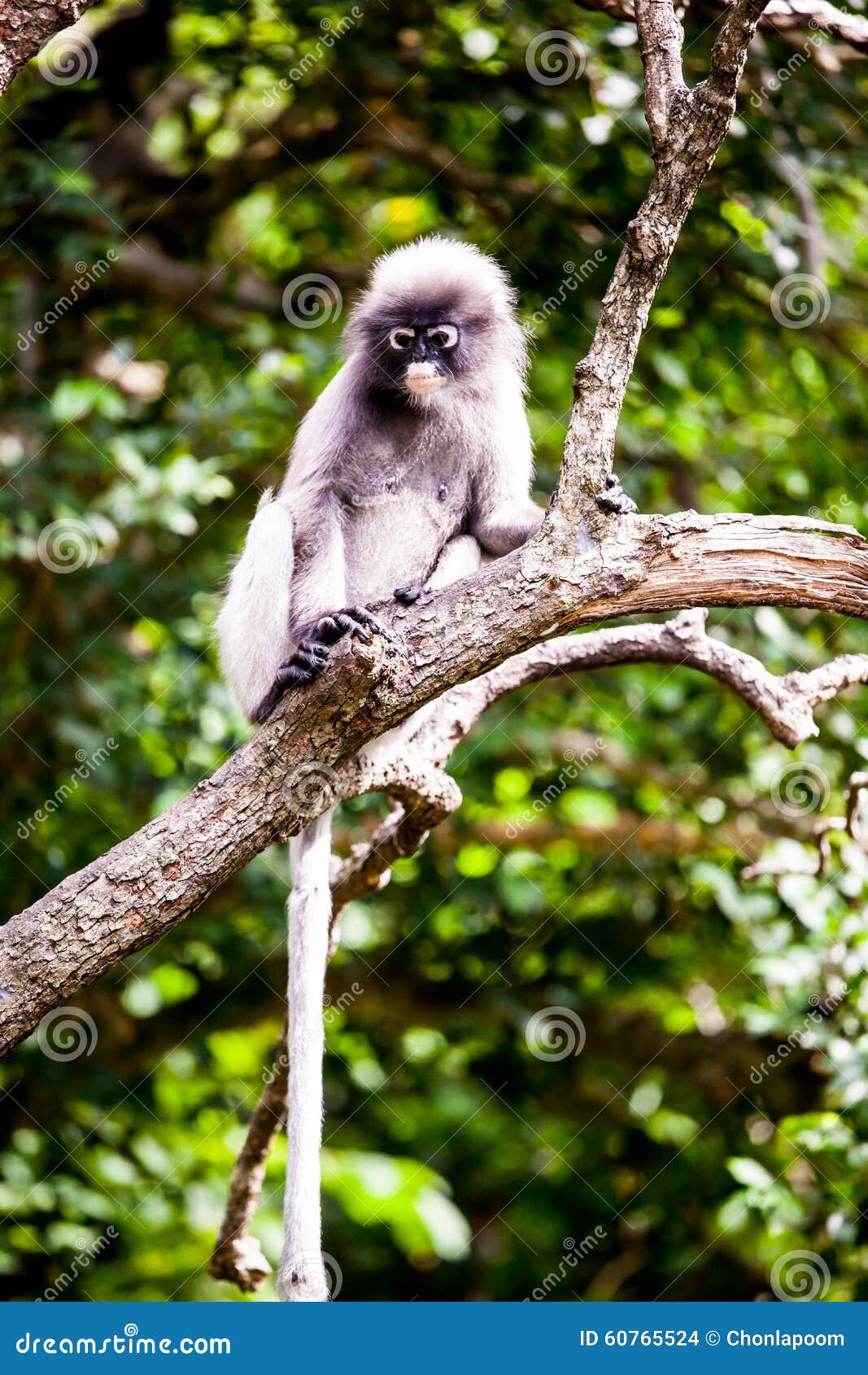 Dusky leaf monkey stock photo. Image of asian, curious - 60765524