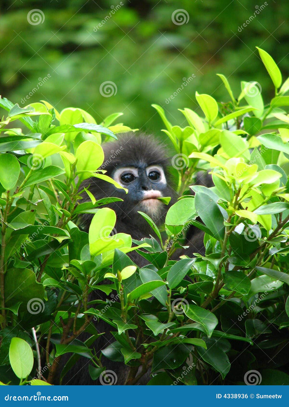 Leaf Monkey Or Dusky Langur, Wild Animals Are Eating Fruit Or Be Stock ...
