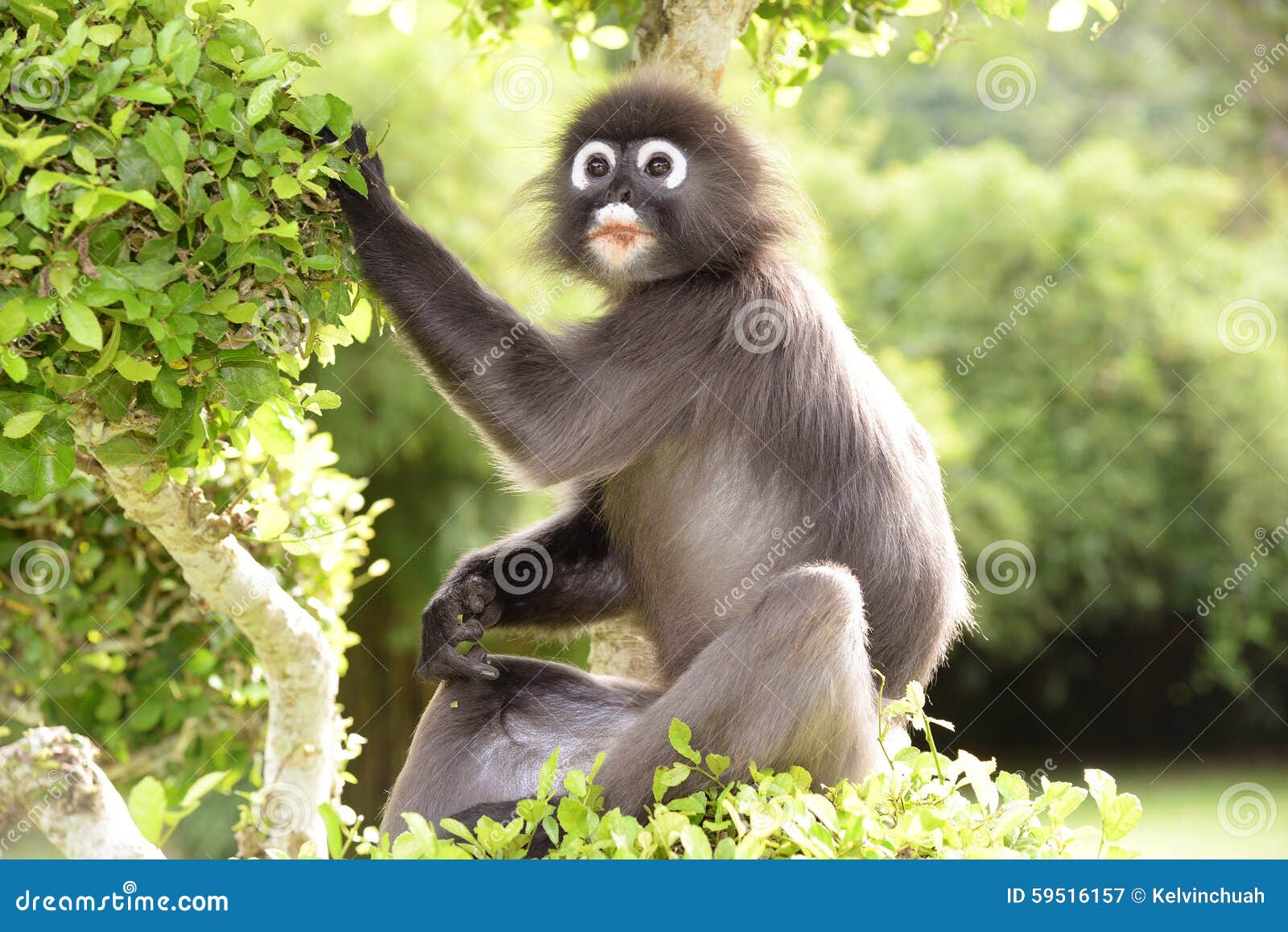 Dusky Leaf Monkey Langur stock image. Image of asia, grip - 59516157
