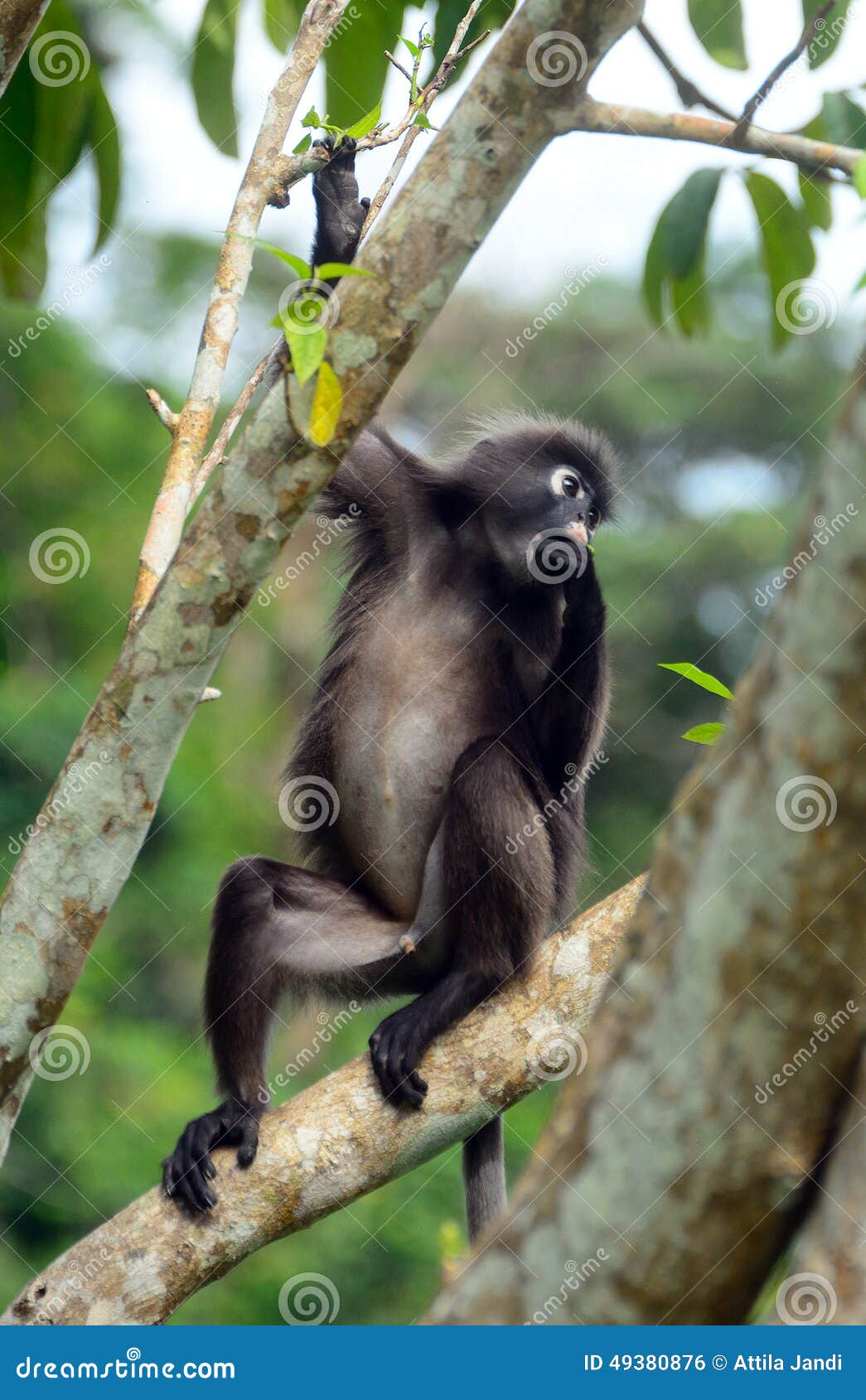 Dusky Leaf Monkey, Penang, Malaysia Stock Photo - Image of monkey, eyes ...