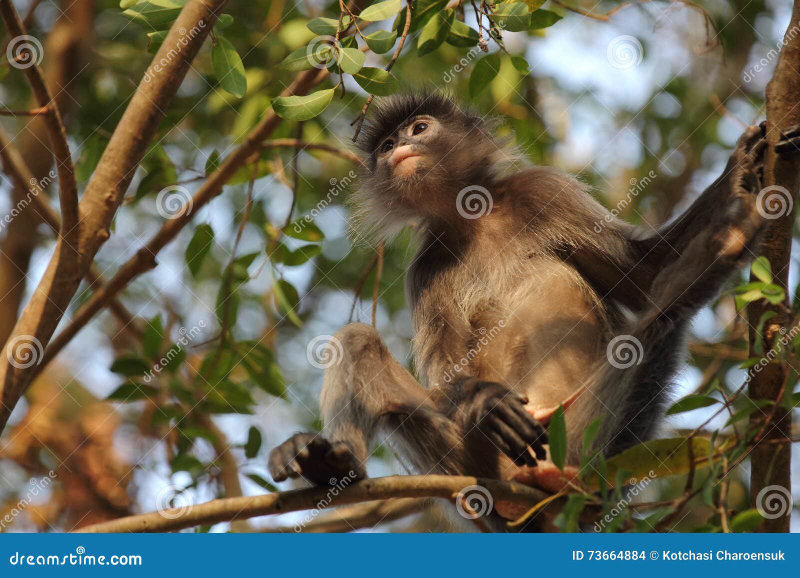 Dusky leaf monkey stock photo. Image of forest, primate - 73664884