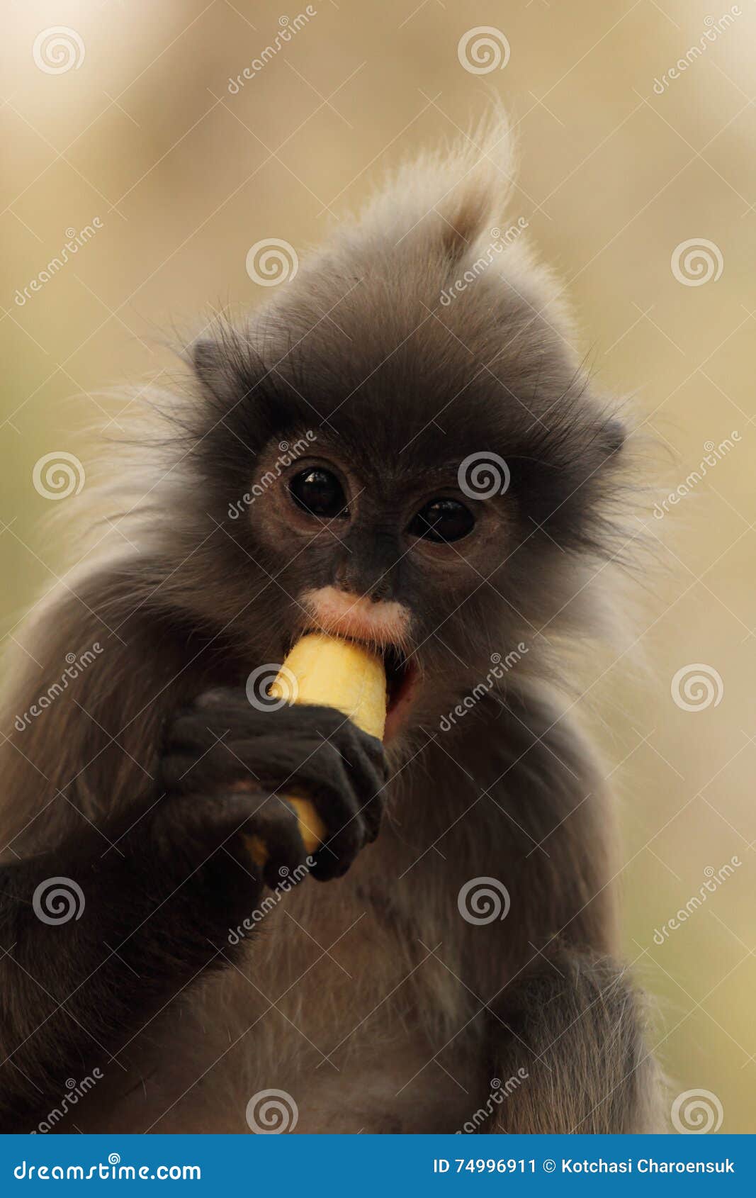 Dusky leaf monkey stock image. Image of animal, mammal - 74996911