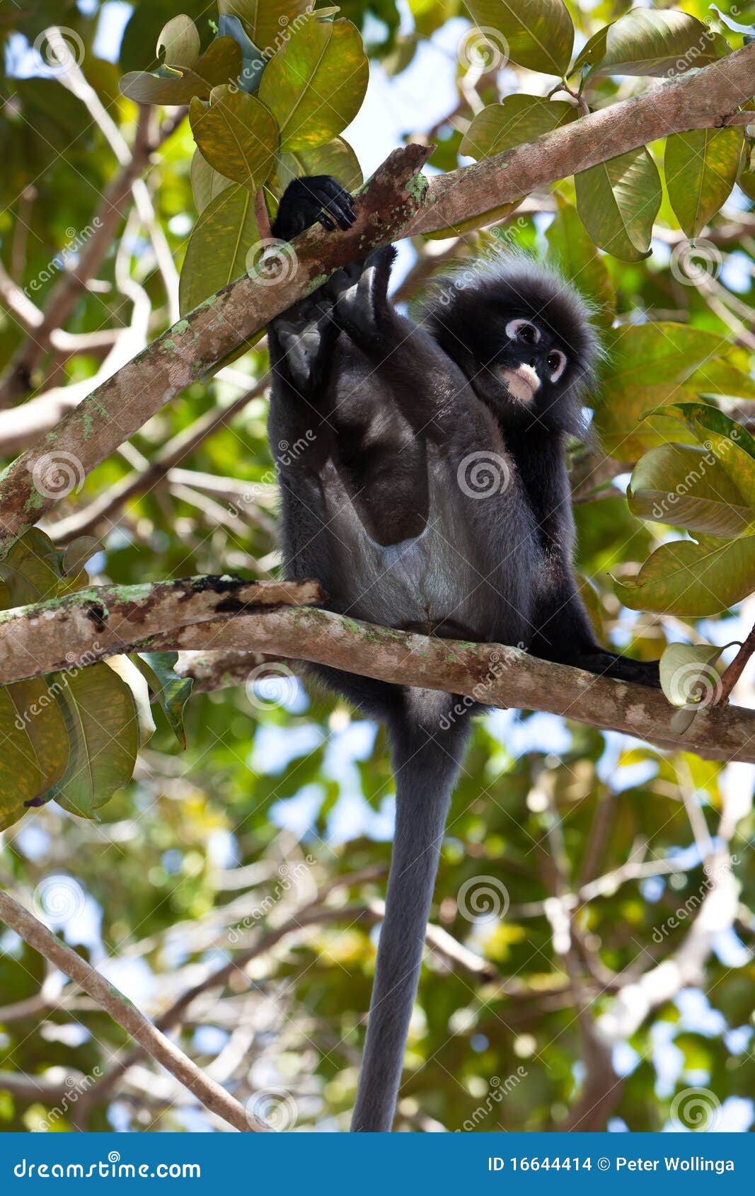 Dusky Leaf Monkey Sitting in a Tree Stock Photo - Image of langur ...
