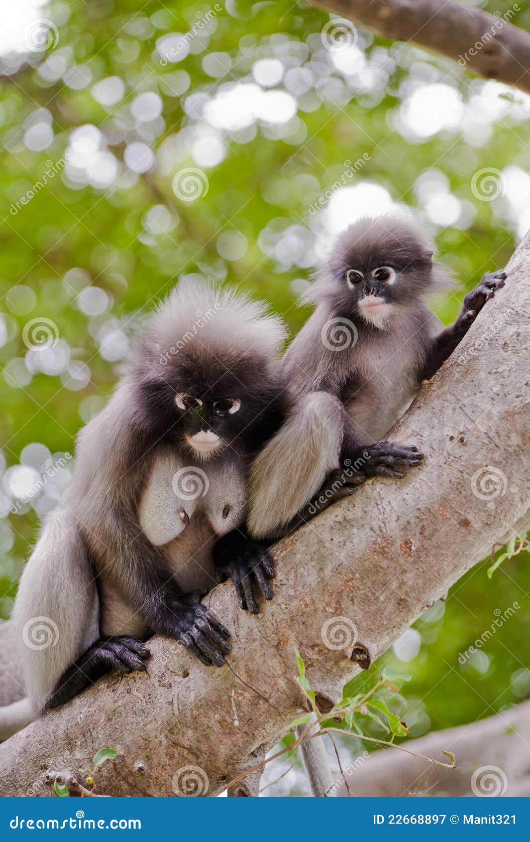 Dusky Leaf Monkey / Spectacled Langur Stock Image - Image of mammal ...