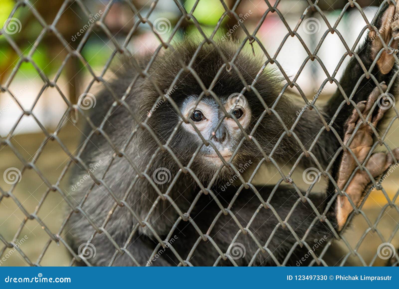 Dusky Leaf Monkey or Spectacled Langur Stock Photo - Image of monkey ...