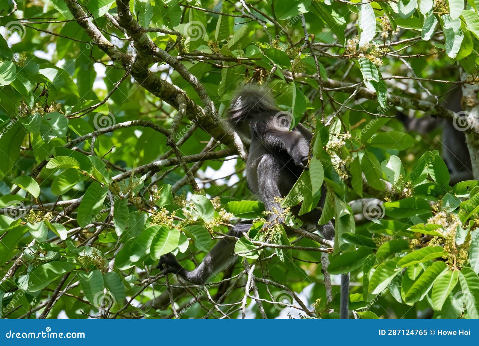 Dusky Leaf Monkey or Spectacled Langur Sitting on the Tree in the ...