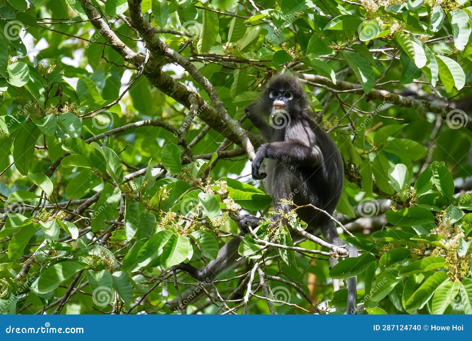 Dusky Leaf Monkey or Spectacled Langur Sitting on the Tree in the ...