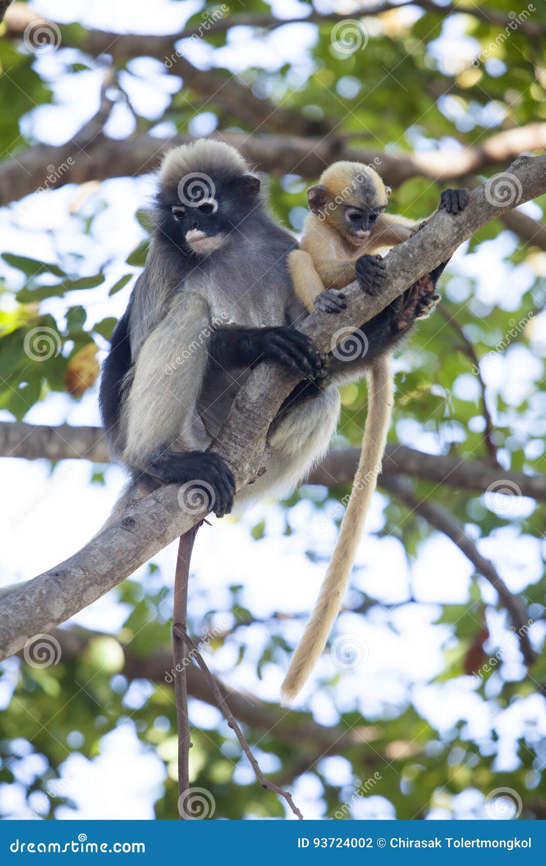 The Dusky Leaf Monkey, Spectacled Langur, or Spectacled Leaf Mon Stock ...