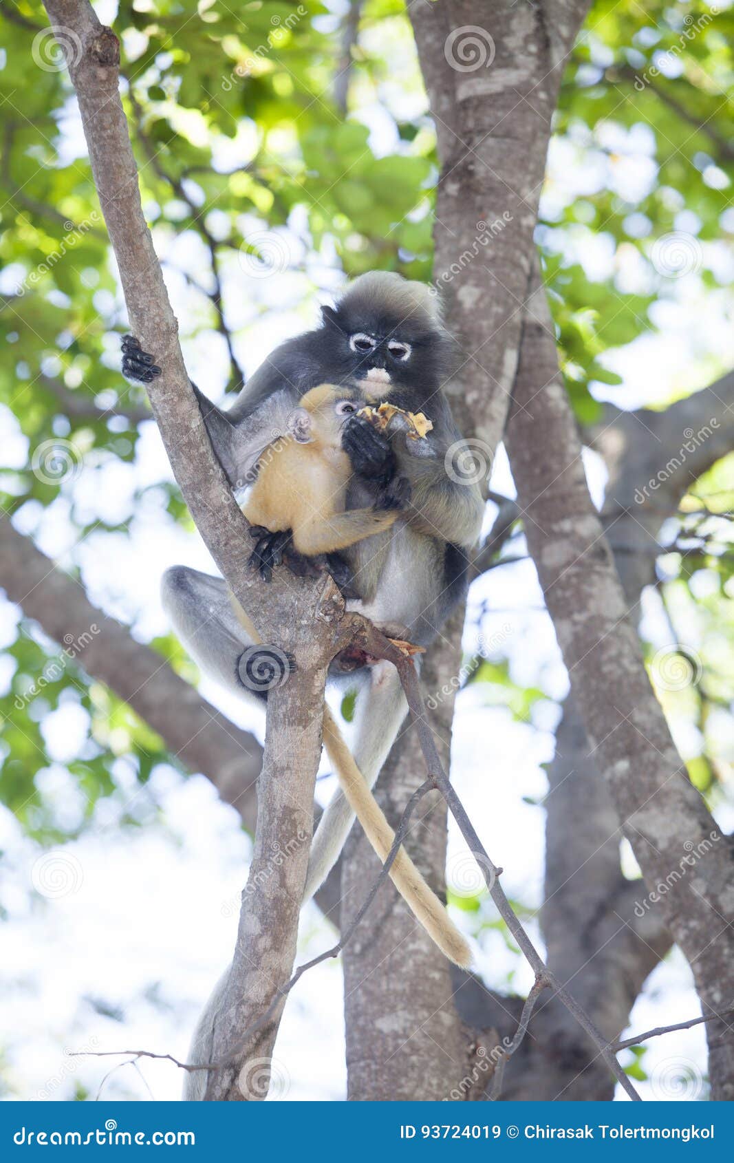 The Dusky Leaf Monkey, Spectacled Langur, or Spectacled Leaf Mon Stock ...