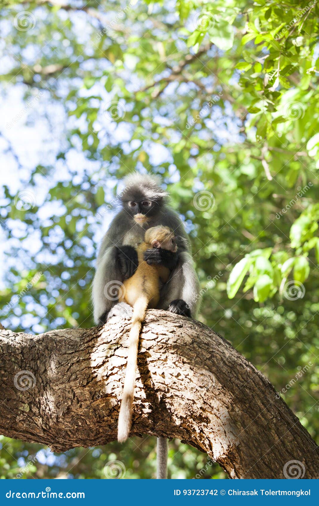 The Dusky Leaf Monkey, Spectacled Langur, or Spectacled Leaf Mon Stock ...