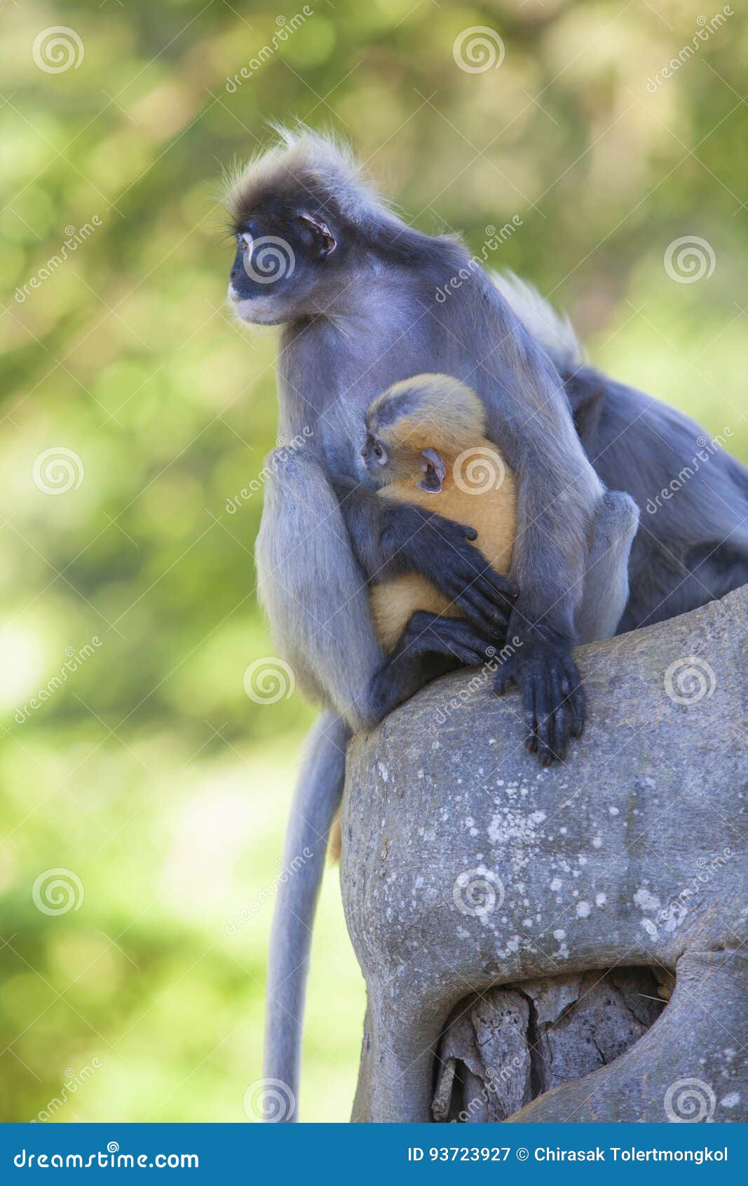 The Dusky Leaf Monkey, Spectacled Langur, or Spectacled Leaf Mon Stock ...
