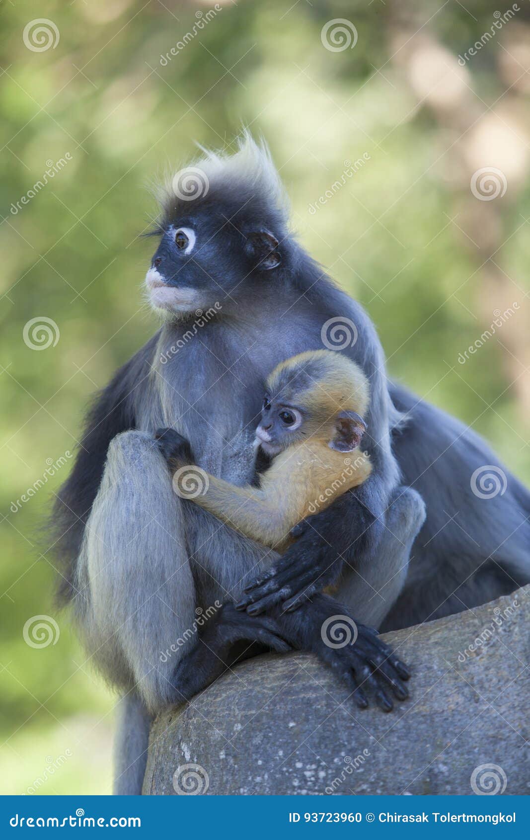 The Dusky Leaf Monkey, Spectacled Langur, or Spectacled Leaf Mon Stock ...
