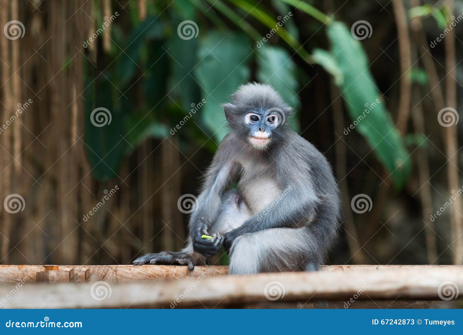 Dusky Leaf Monkey Spectacled Langur Stock Image - Image of nature ...