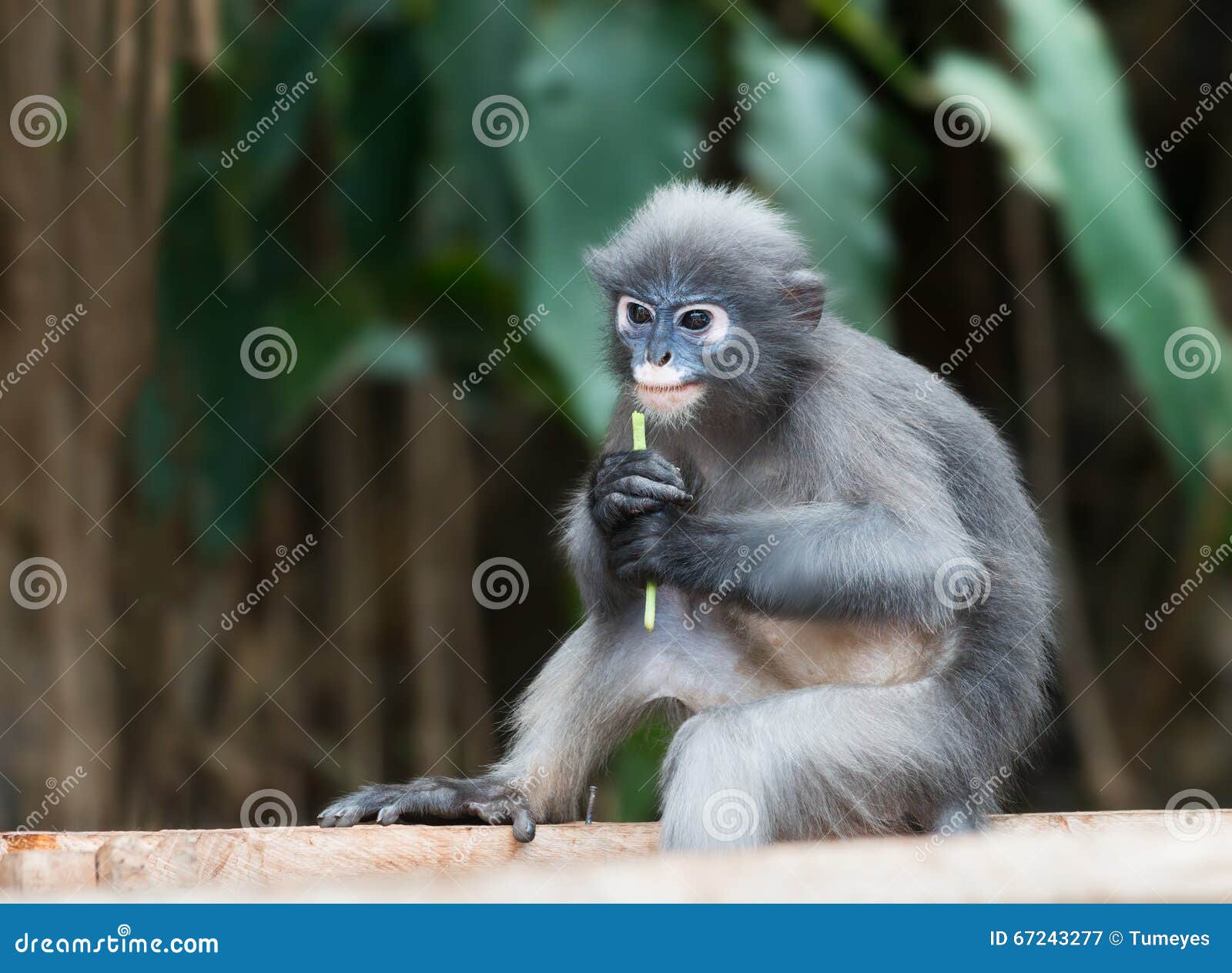 Dusky Leaf Monkey Spectacled Langur Stock Image - Image of pets ...