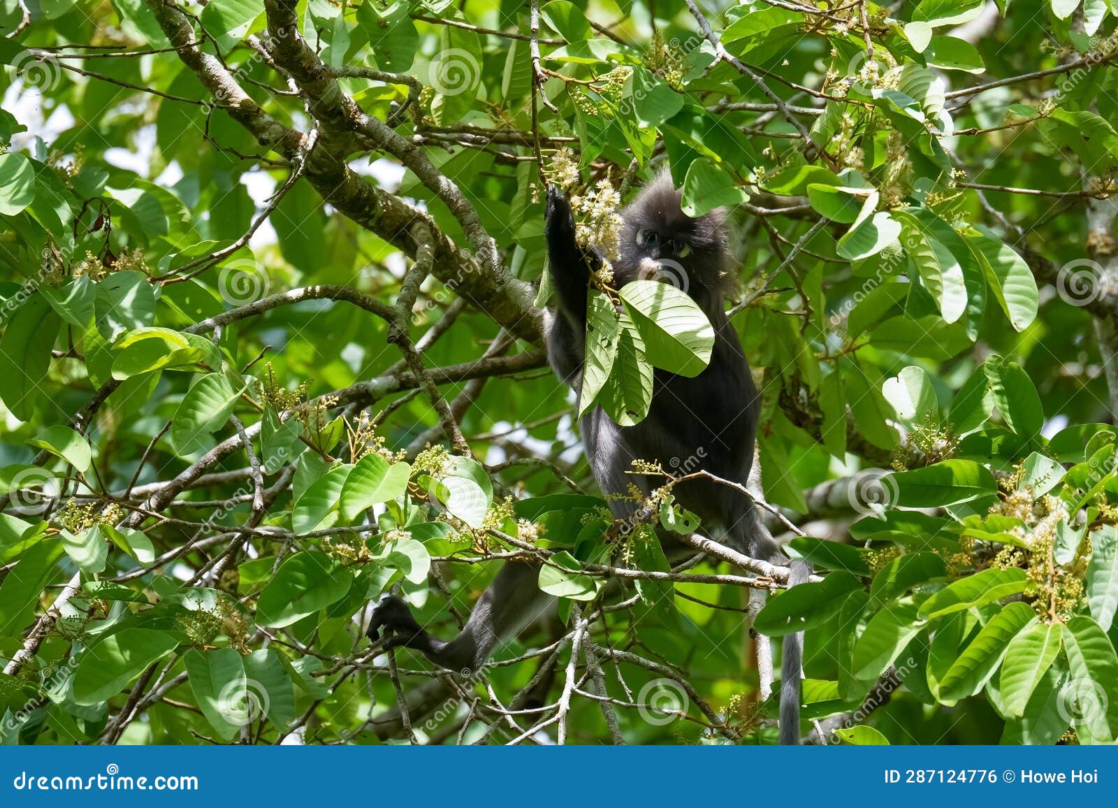 Dusky Leaf Monkey or Spectacled Langur Eating Leaves and Flower on the ...
