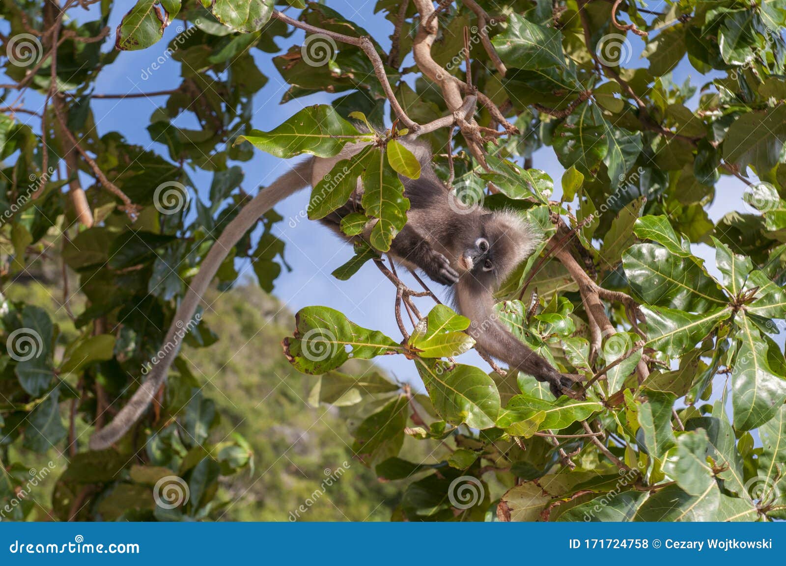 The Dusky Leaf Monkey, Spectacled Langur, or Spectacled Leaf Monkey ...