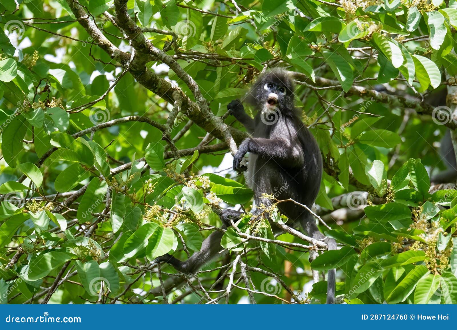 Dusky Leaf Monkey or Spectacled Langur Sitting on the Tree in the ...