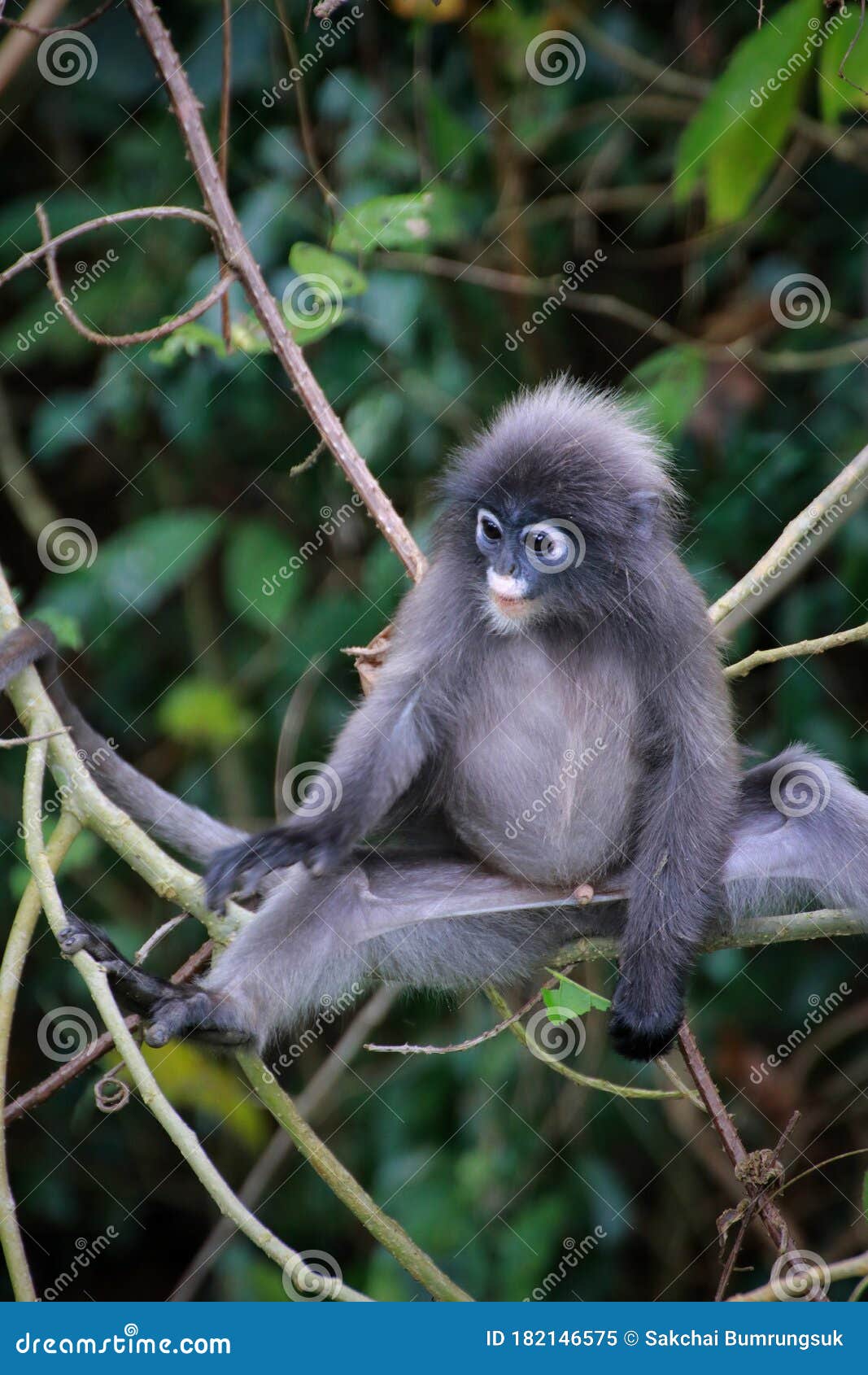 Dusky Leaf Monkey Trachypithecus Obscurus in Kaeng Krachan National ...