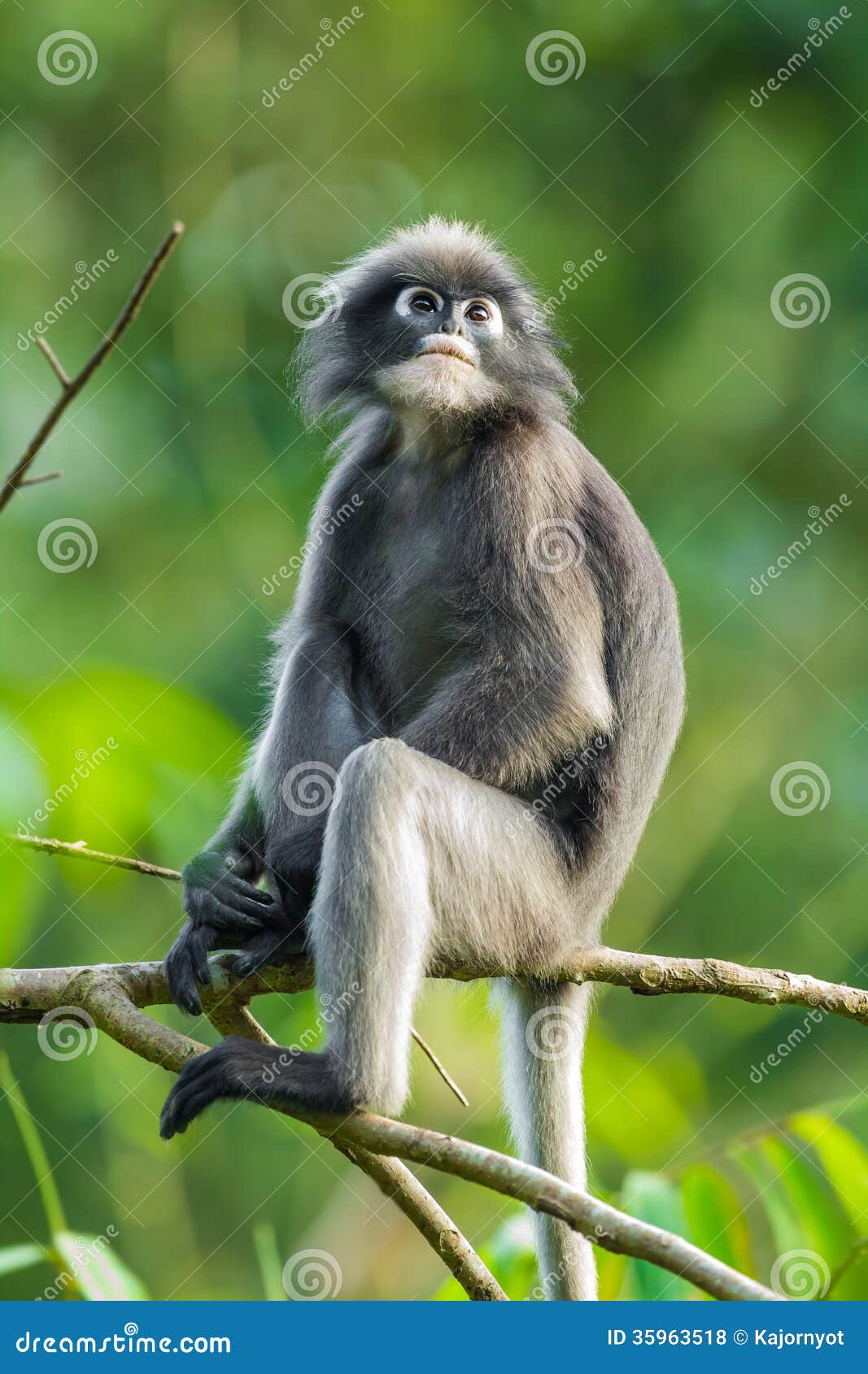 Dusky Leaf Monkey In Thailand National Park Stock Photography ...