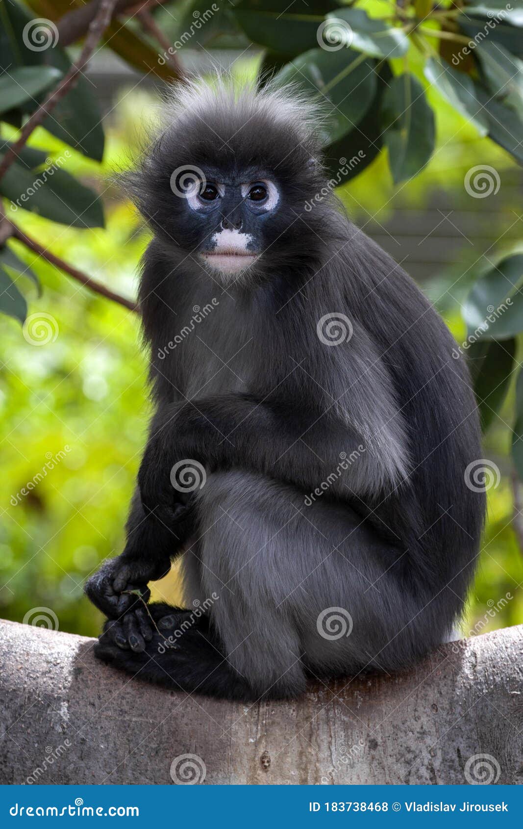 Dusky Leaf Monkey, Trachypithecus Obscurus, Sits on a Tall Tree and ...