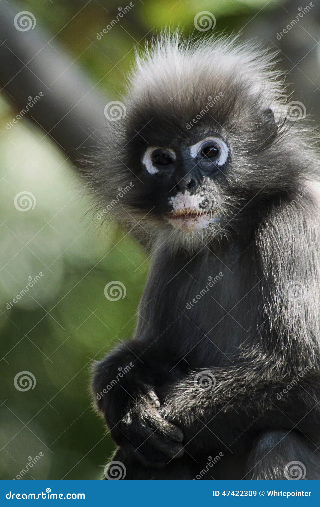 Dusky Leaf Monkey (Trachypithecus Obscurus) Stock Image - Image of hair ...
