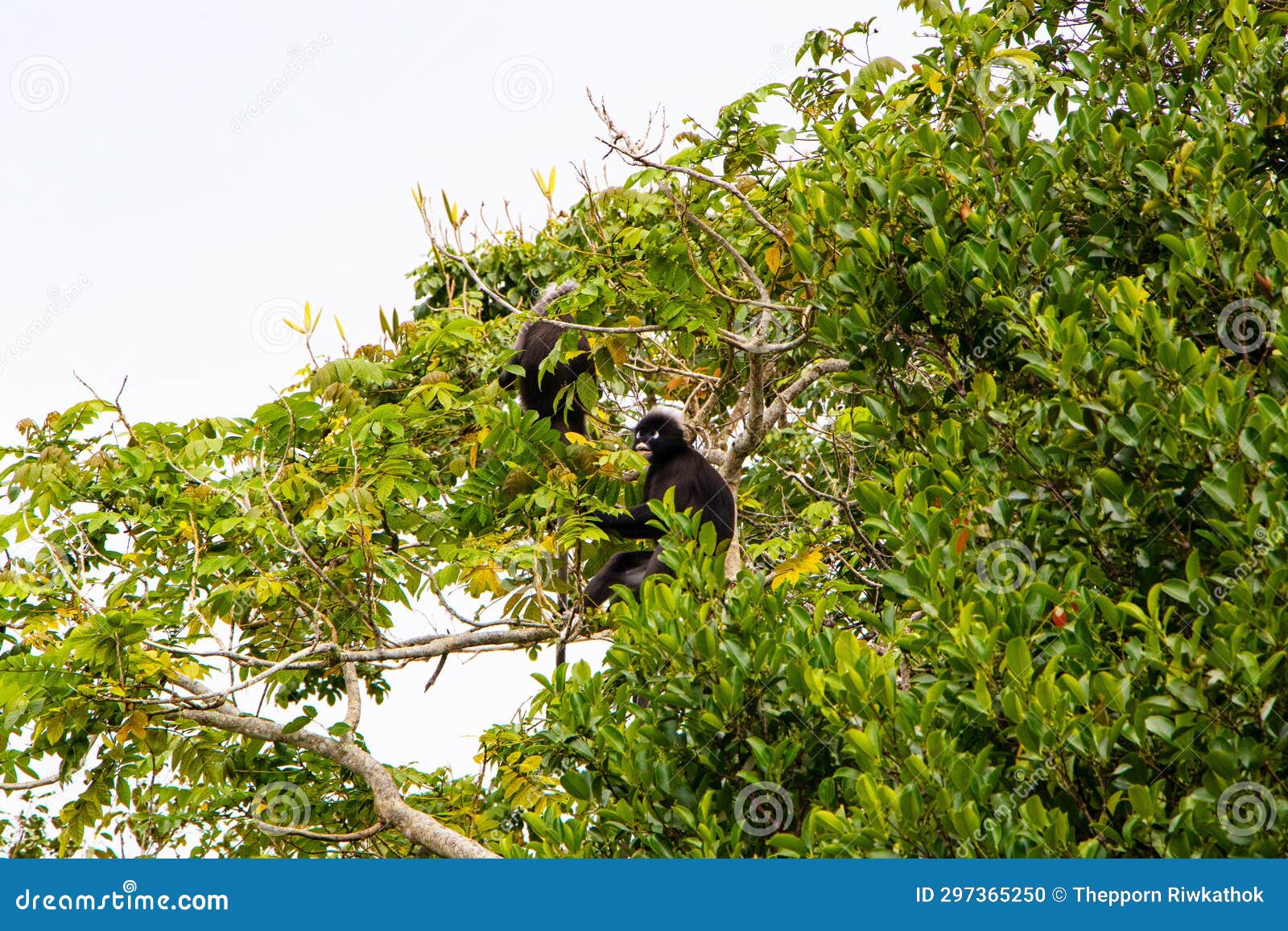 Dusky Leaf Monkey or Trachypithecus Obscurus, Spectacled Langur on Tree ...