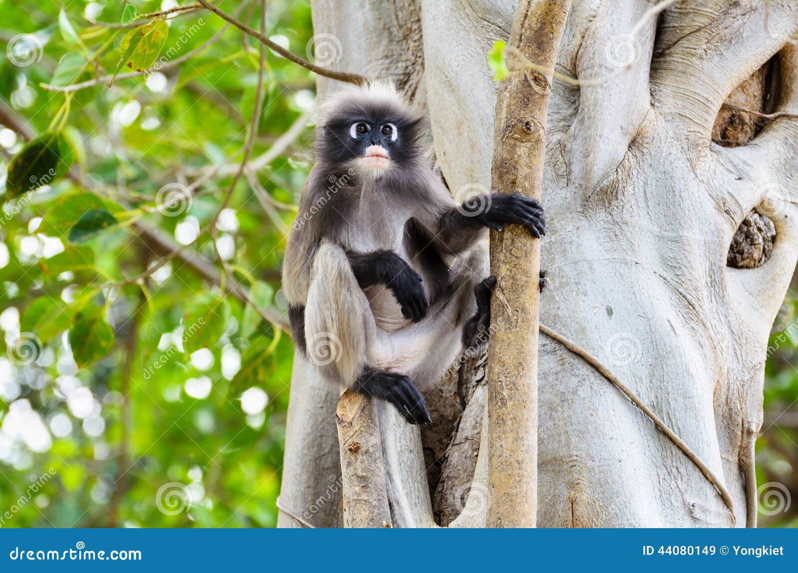 Dusky Leaf Monkey or Trachypithecus Obscurus on Tree Stock Image ...