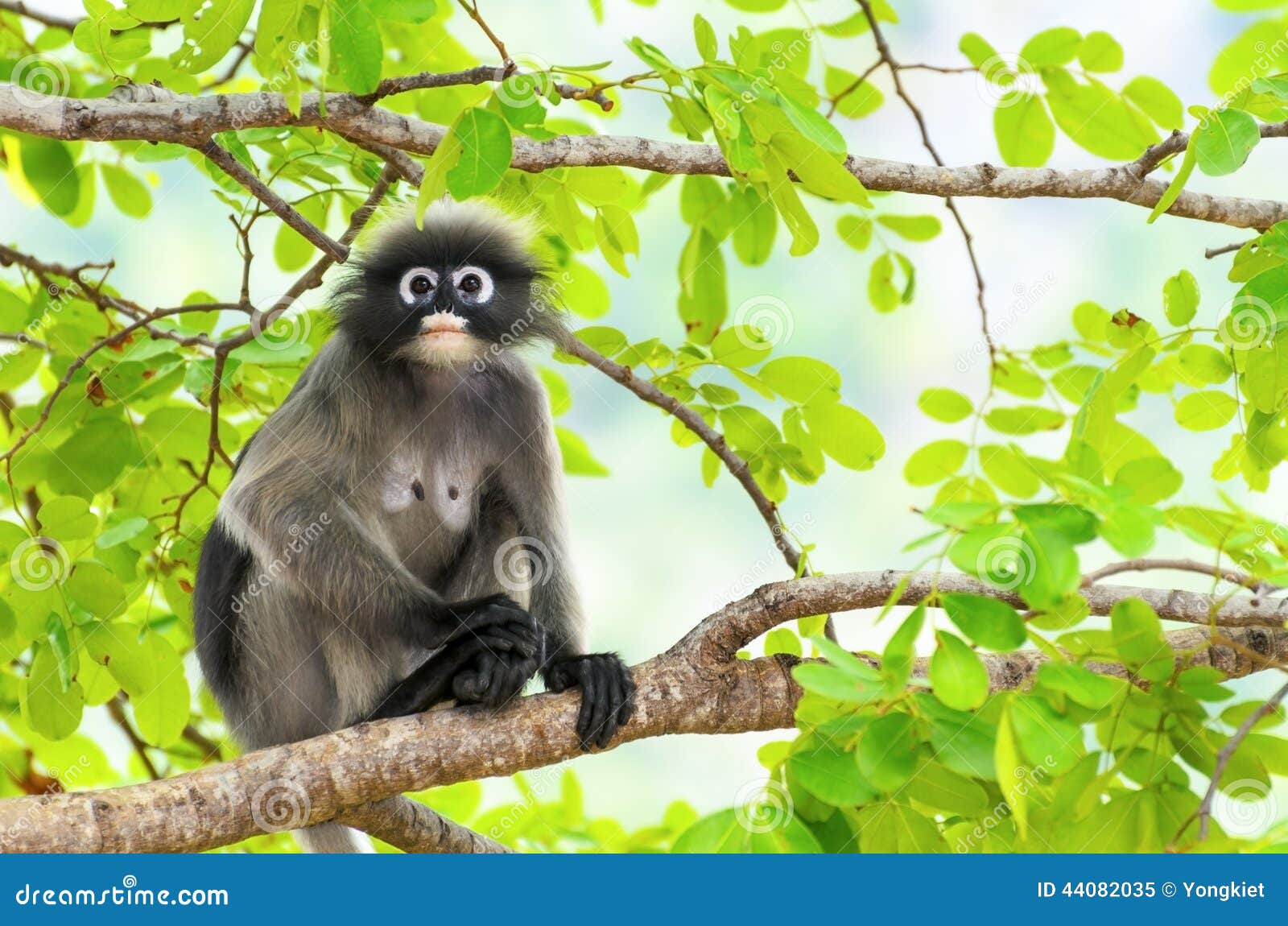 Dusky Leaf Monkey or Trachypithecus Obscurus on Tree Stock Image ...