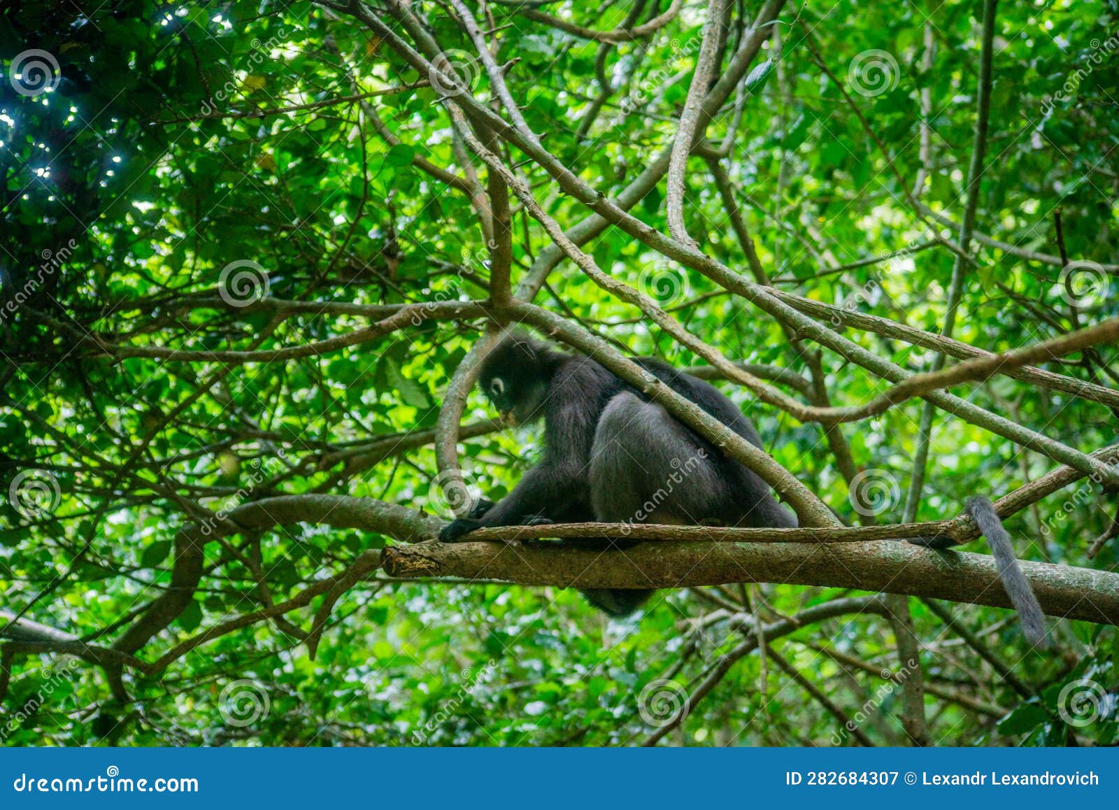 Dusky Leaf Monkey on the Tree in the Jungle. Ang Thong National Park ...