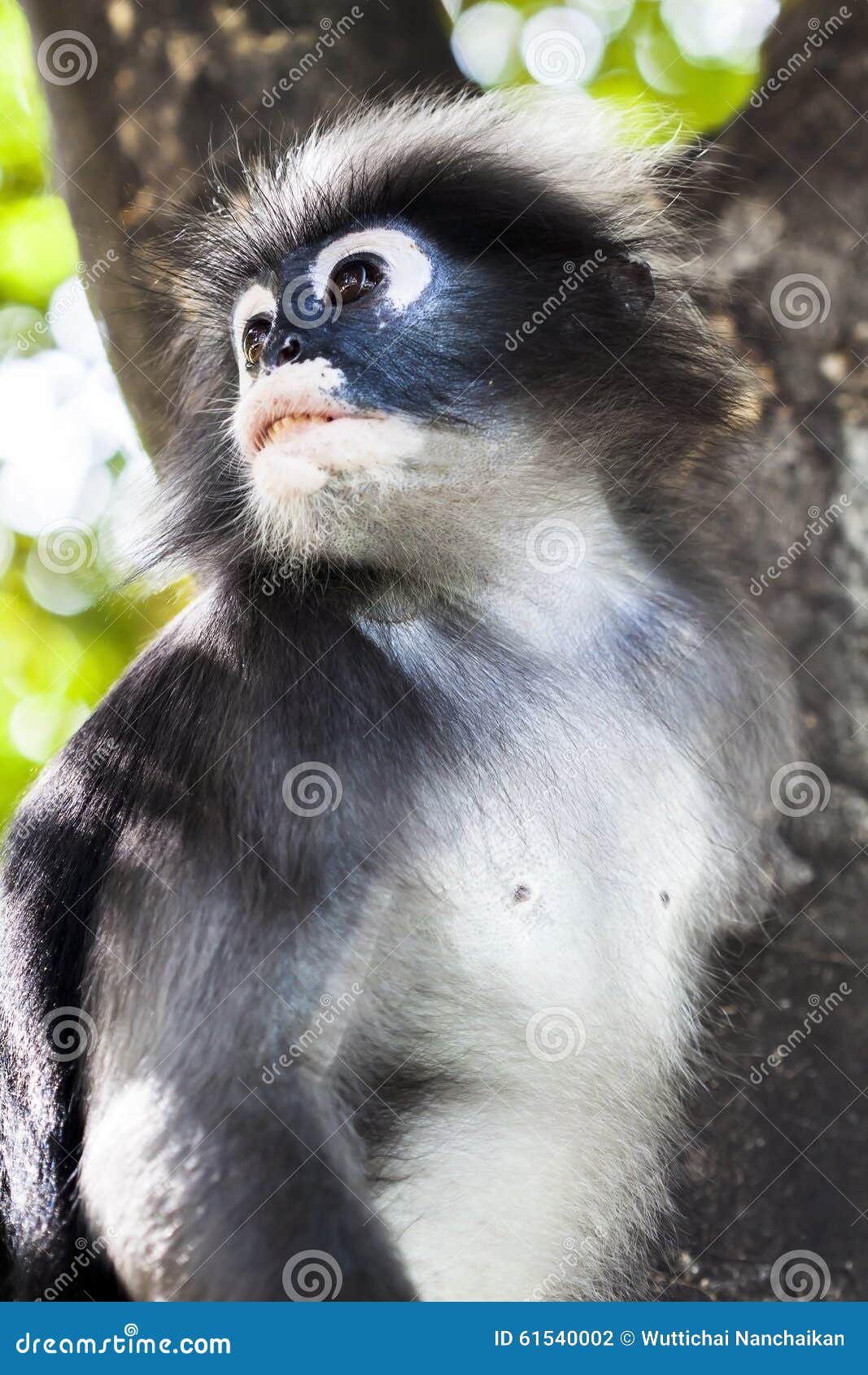 Dusky leaf monkey stock photo. Image of asian, hairy - 61540002