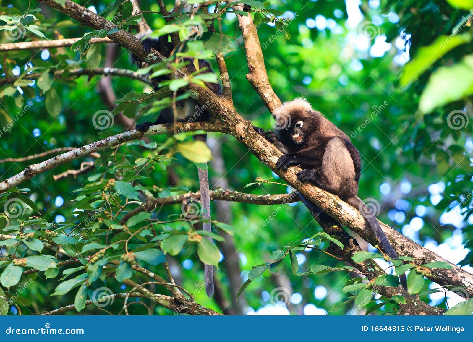 Dusky Leaf Monkeys Sitting in a Tree Stock Image - Image of leaves ...