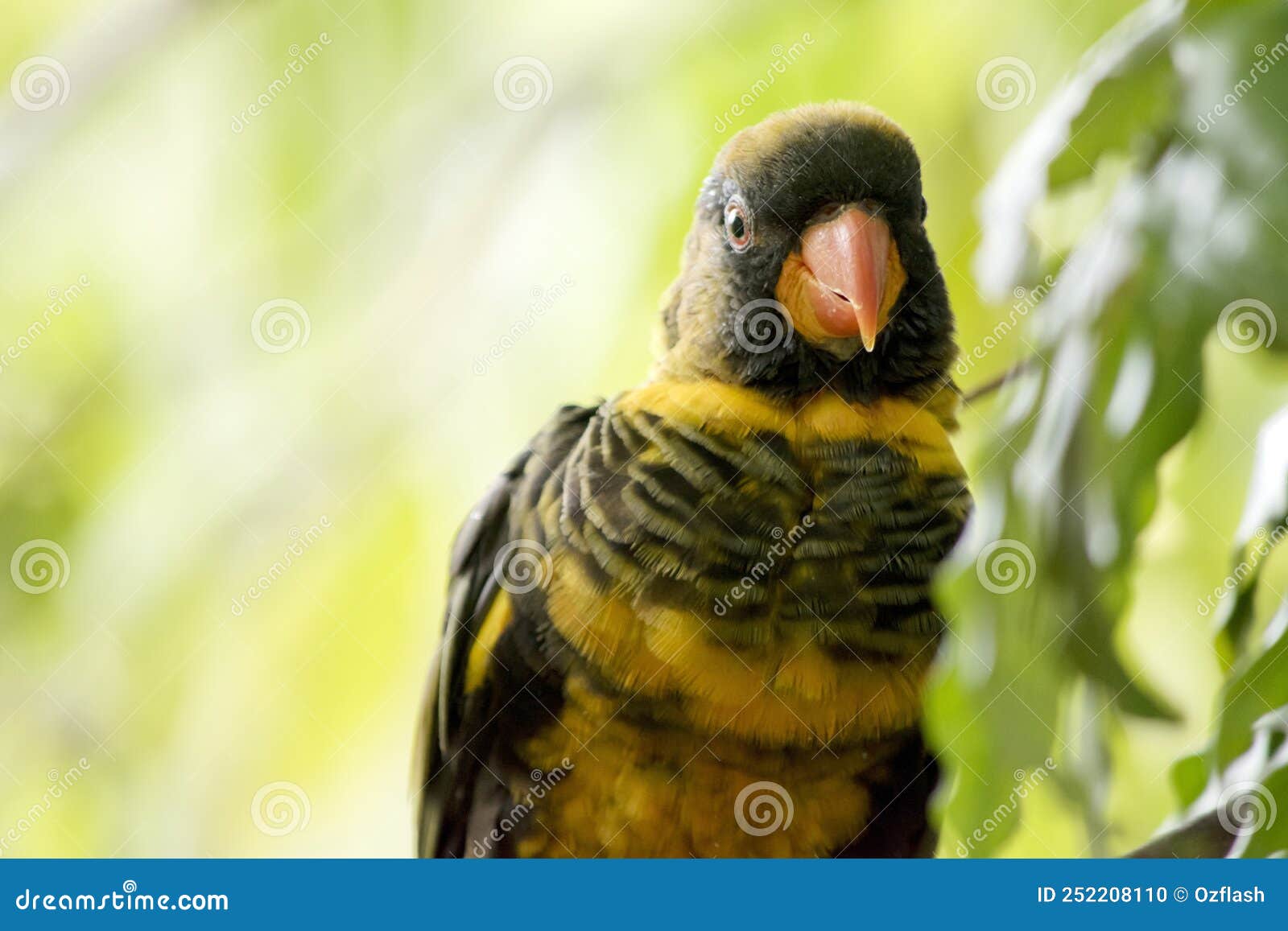 The Dusky Lory is Perched on a Bush it is a Yellow and Black Bird Stock ...
