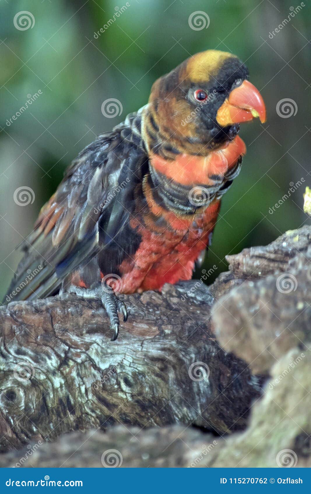 A dusky lory stock photo. Image of bird, parrot, close - 115270762