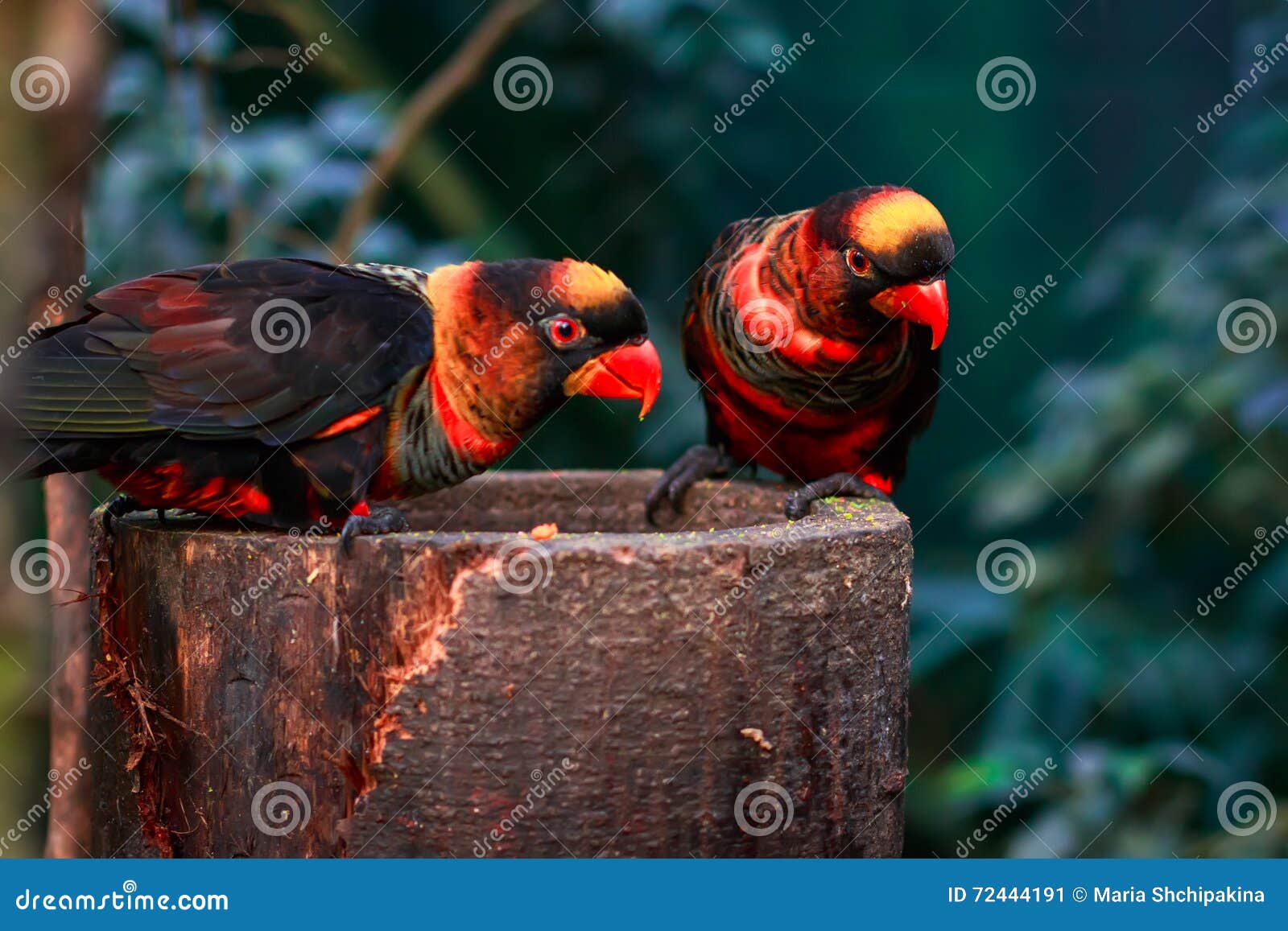 Dusky Lory Pseudeos Fuscata Is A Species Of Parrot Also Known As White ...