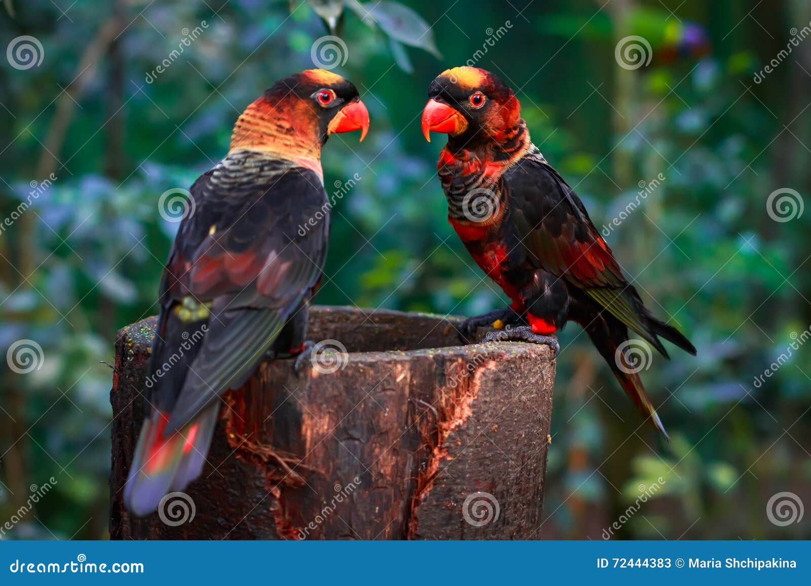 Dusky Lory Pseudeos Fuscata Is A Species Of Parrot Also Known As White ...