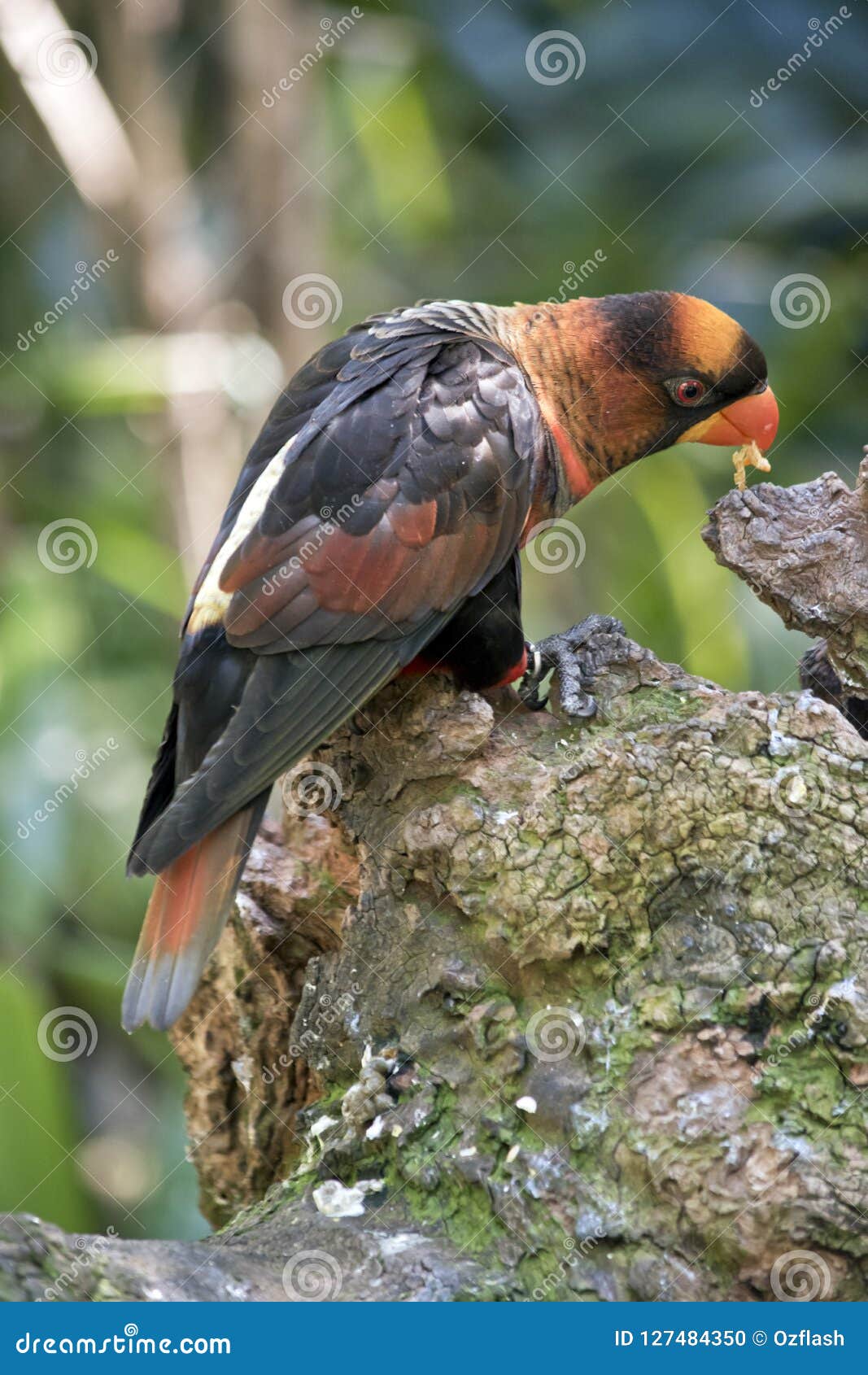 A dusky lory stock photo. Image of black, close, view - 127484350