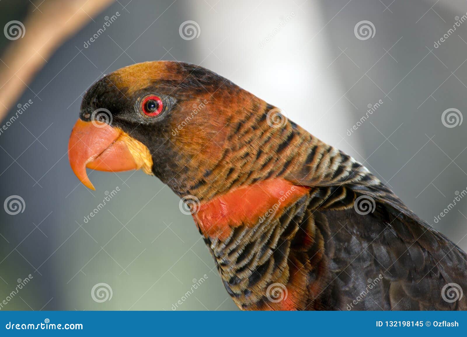 A dusky lory stock image. Image of black, beak, wildlife - 132198145