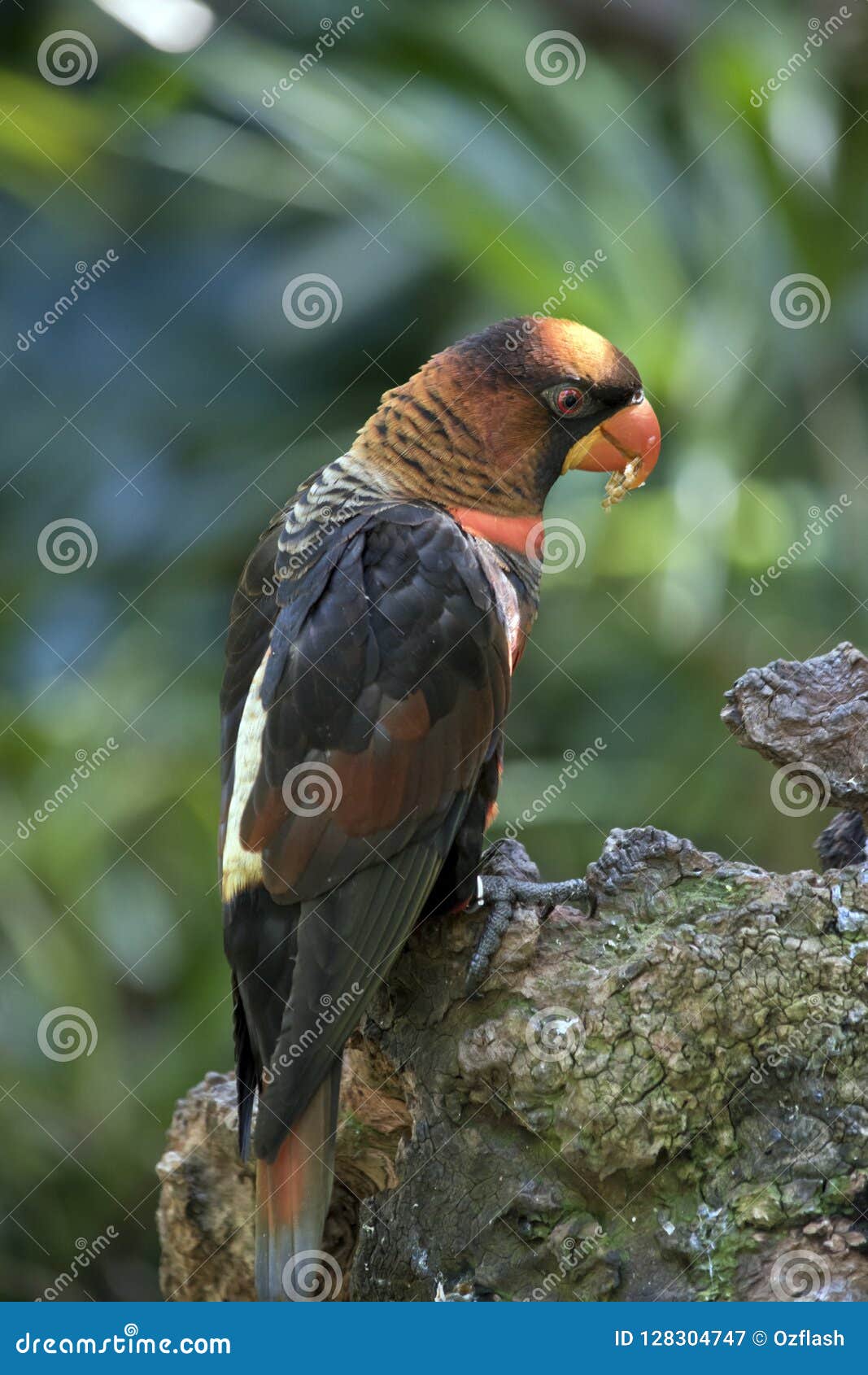 A dusky lory stock image. Image of dusky, parrot, view - 128304747