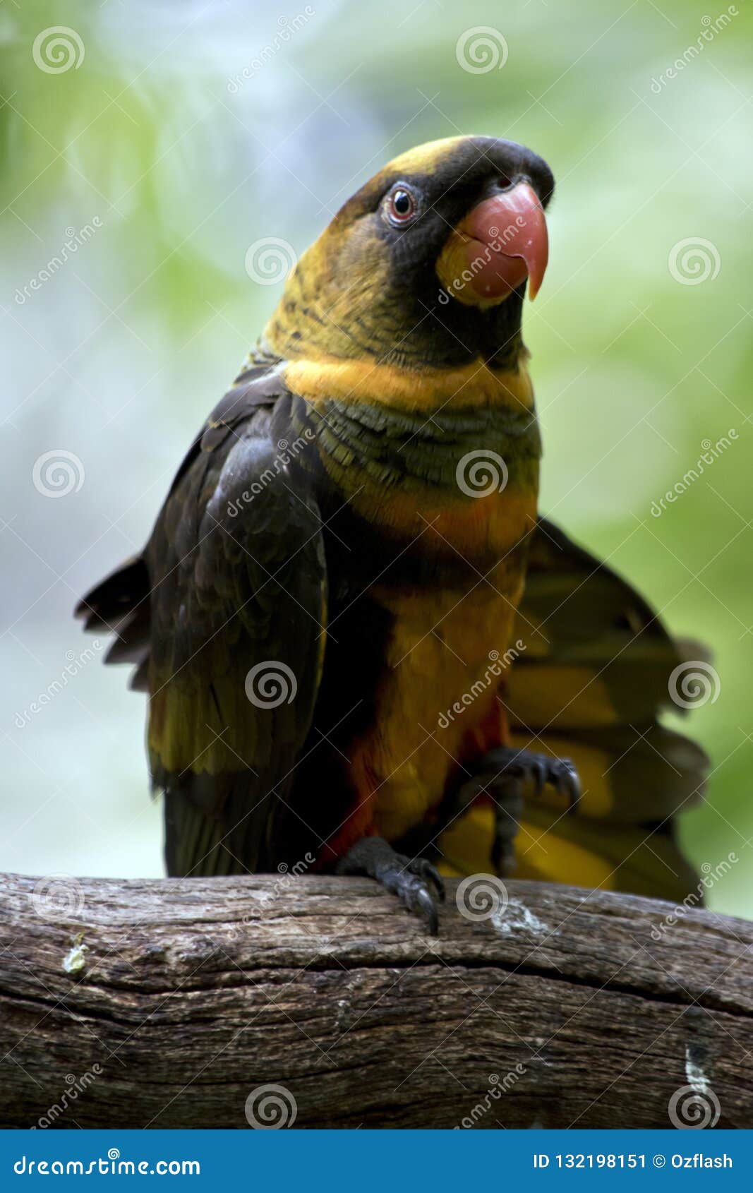 A dusky lory stock image. Image of dusky, side, wildlife - 132198151