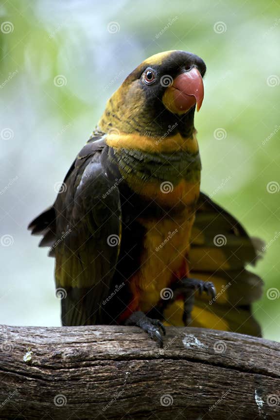 A dusky lory stock image. Image of dusky, side, wildlife - 132198151