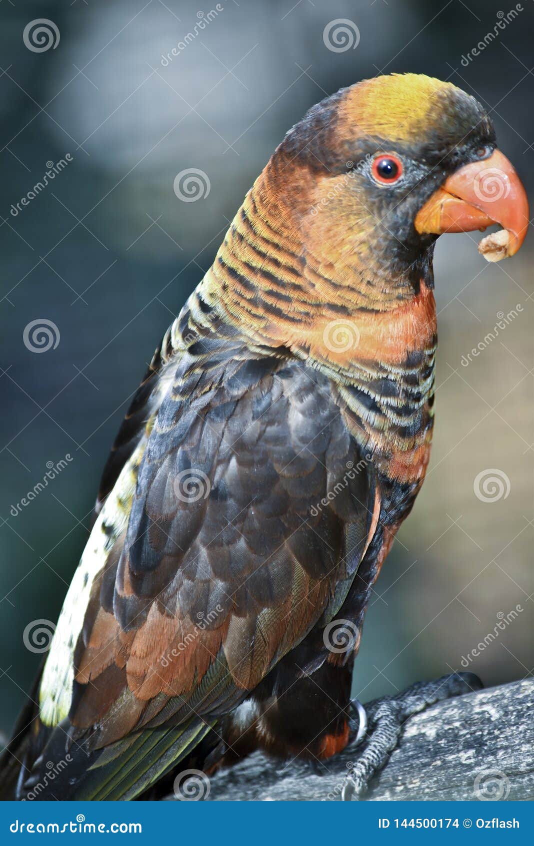 Dusky Lory, White-rumped Lory Also Known As a Dusky-orange Lory Stock ...