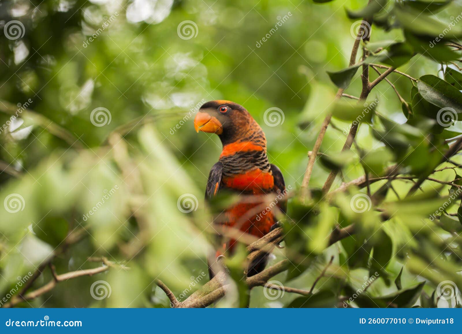 The Dusky Lory or the White-rumped Lory or the Dusky-orange Lory ...