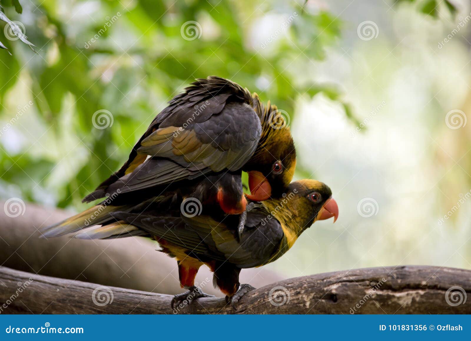 Dusky lory stock photo. Image of parrot, fauna, black - 101831356