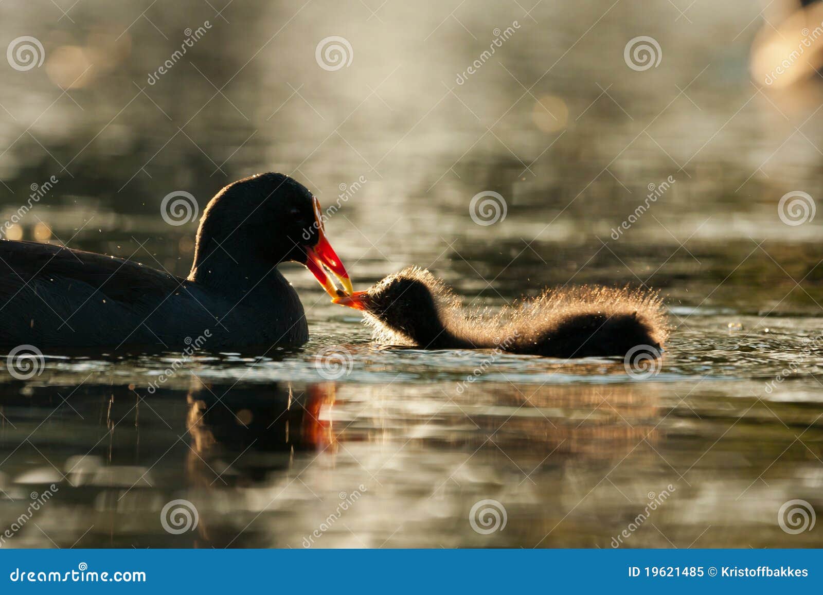Dusky Moorhen chick stock image. Image of nature, alone - 19621485