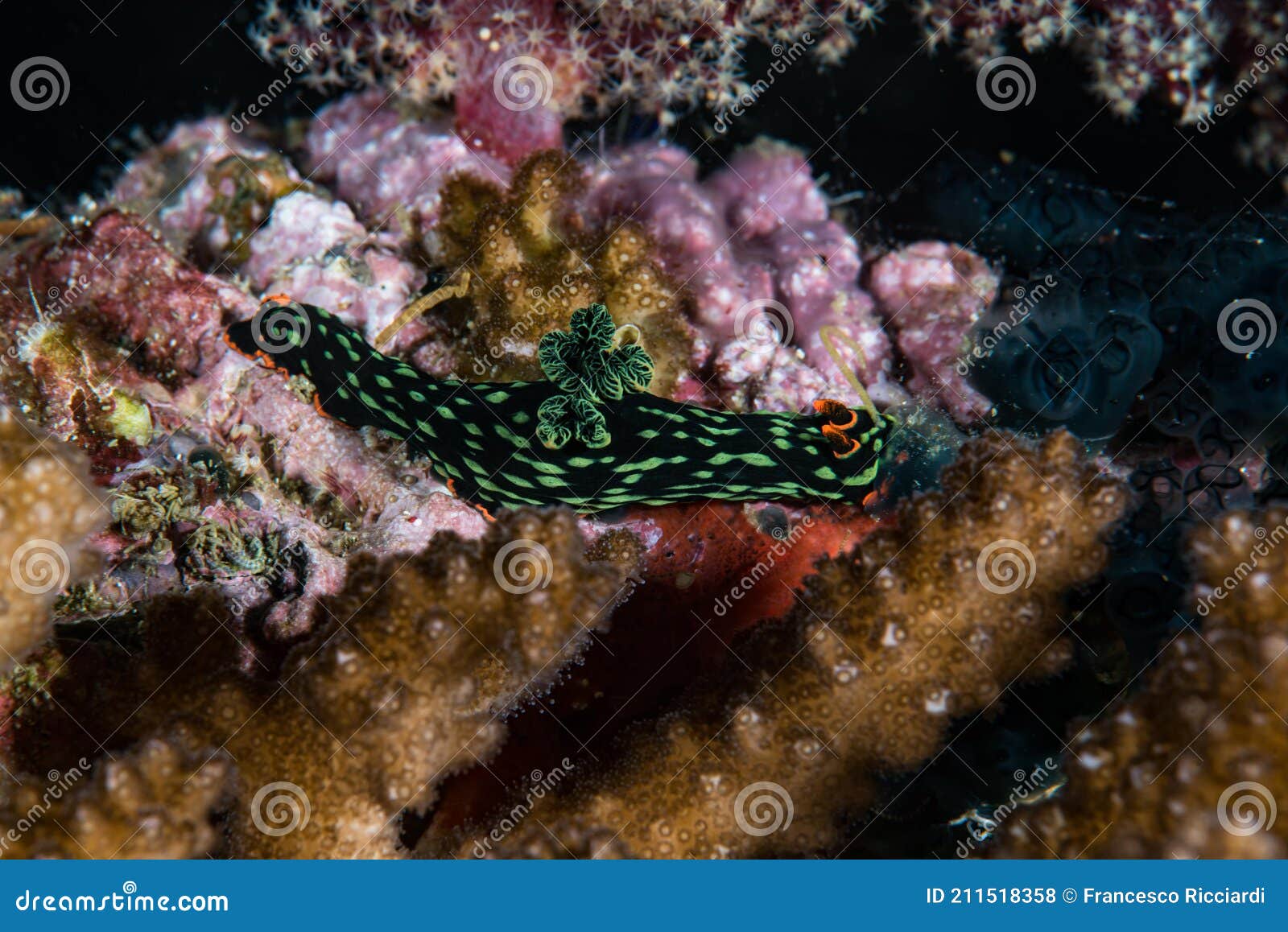 Nembrotha Nudibranch Red Sea, Nembrotha-megalocera Royalty-Free Stock ...