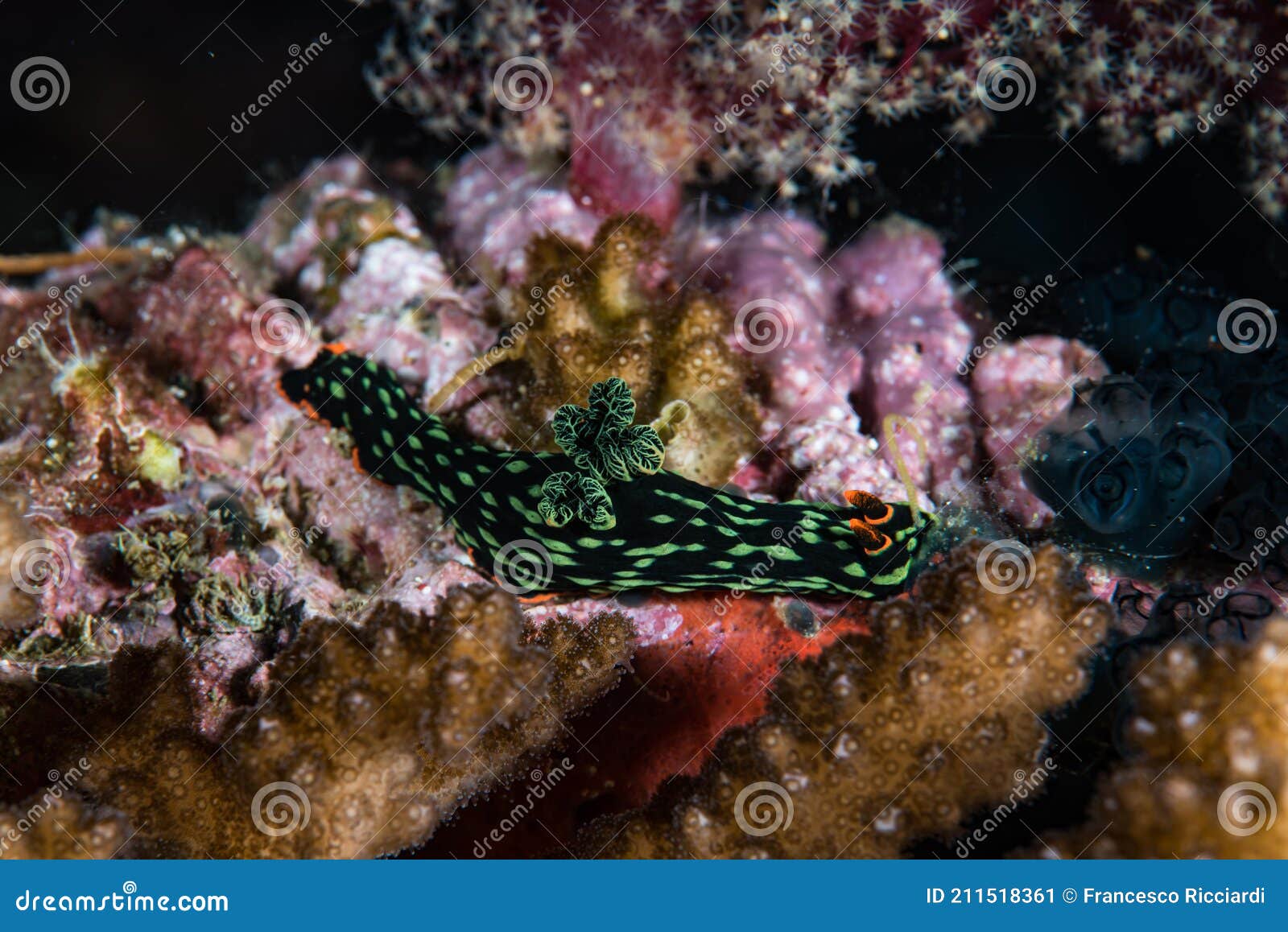 Nembrotha Nudibranch Red Sea, Nembrotha-megalocera Royalty-Free Stock ...
